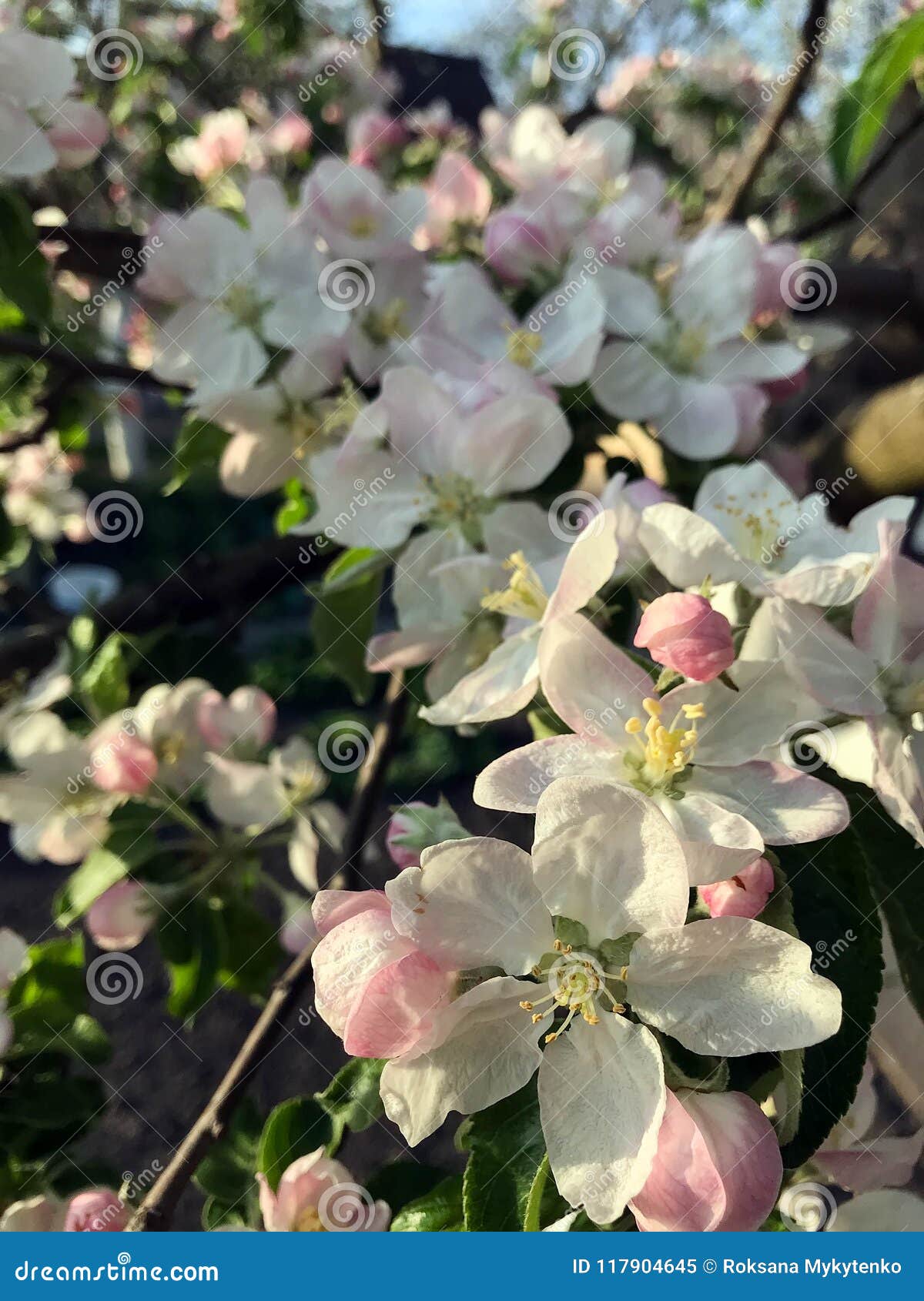 Blossoming trees in spring stock image. Image of beauty - 117904645