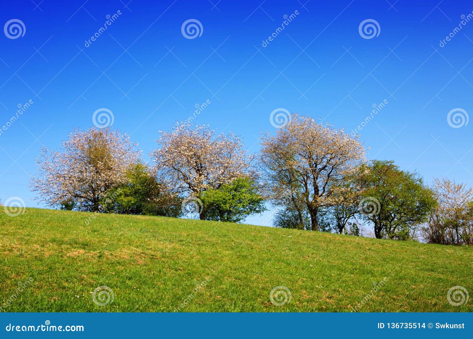 Flowering Trees on Spring Meadow and Blue Sky. Stock Photo - Image of ...