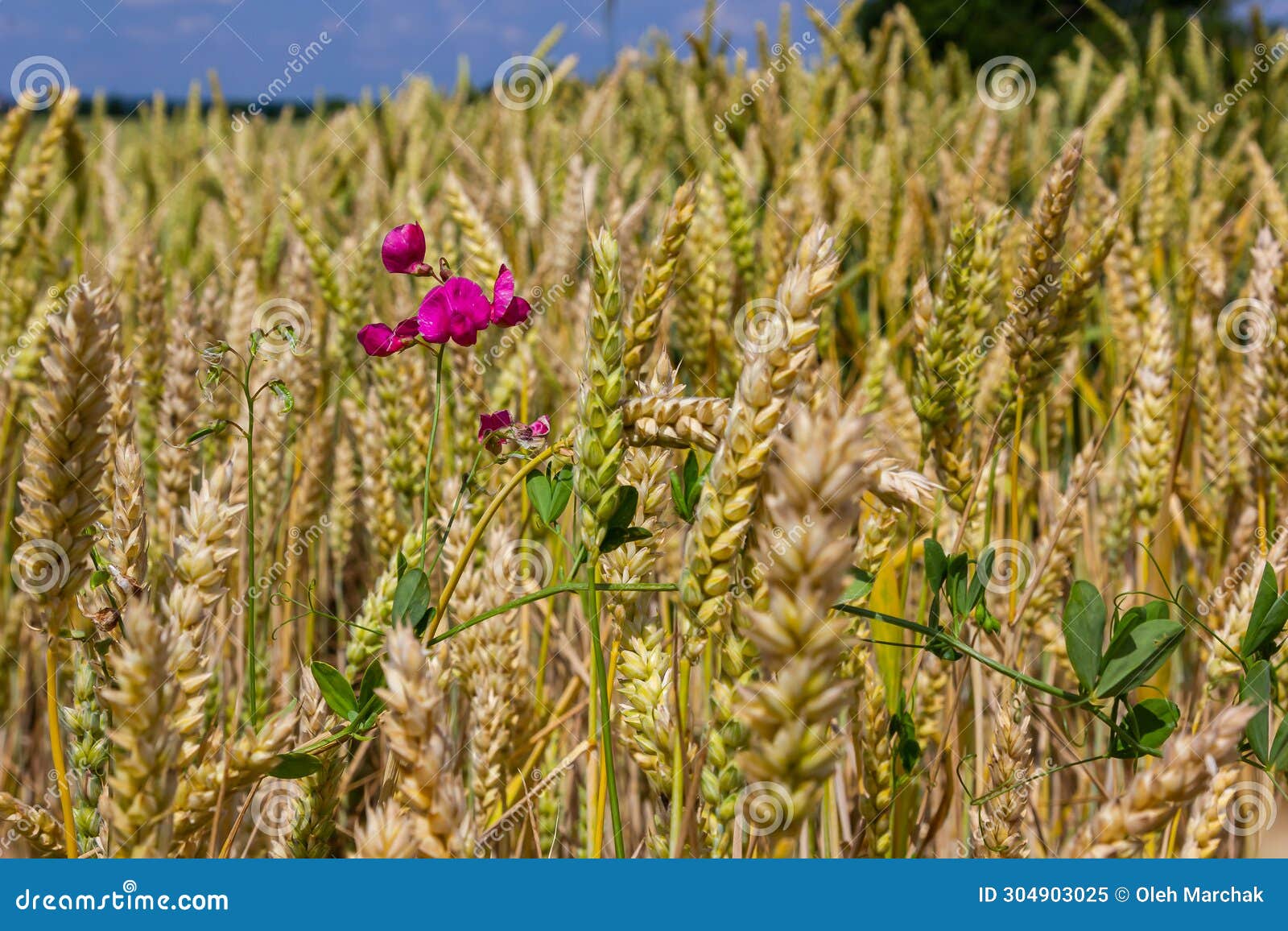 A Lathyrus Tuberosus, Tuberous Pea, Tuberous Vetchling, Earthnut Pea ...
