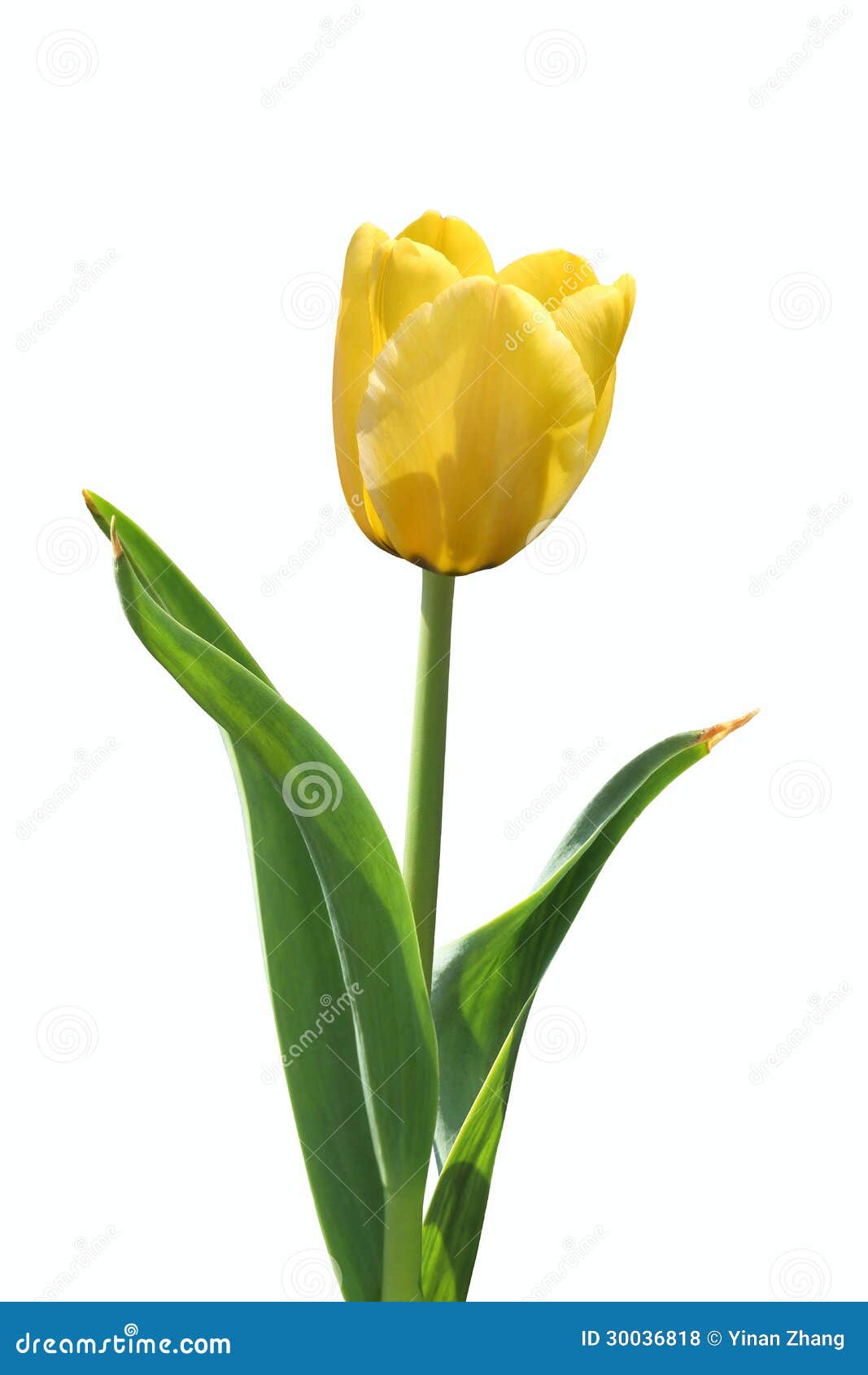 Yellow tulip stock photo. Image of green, spring, tulip - 30036818