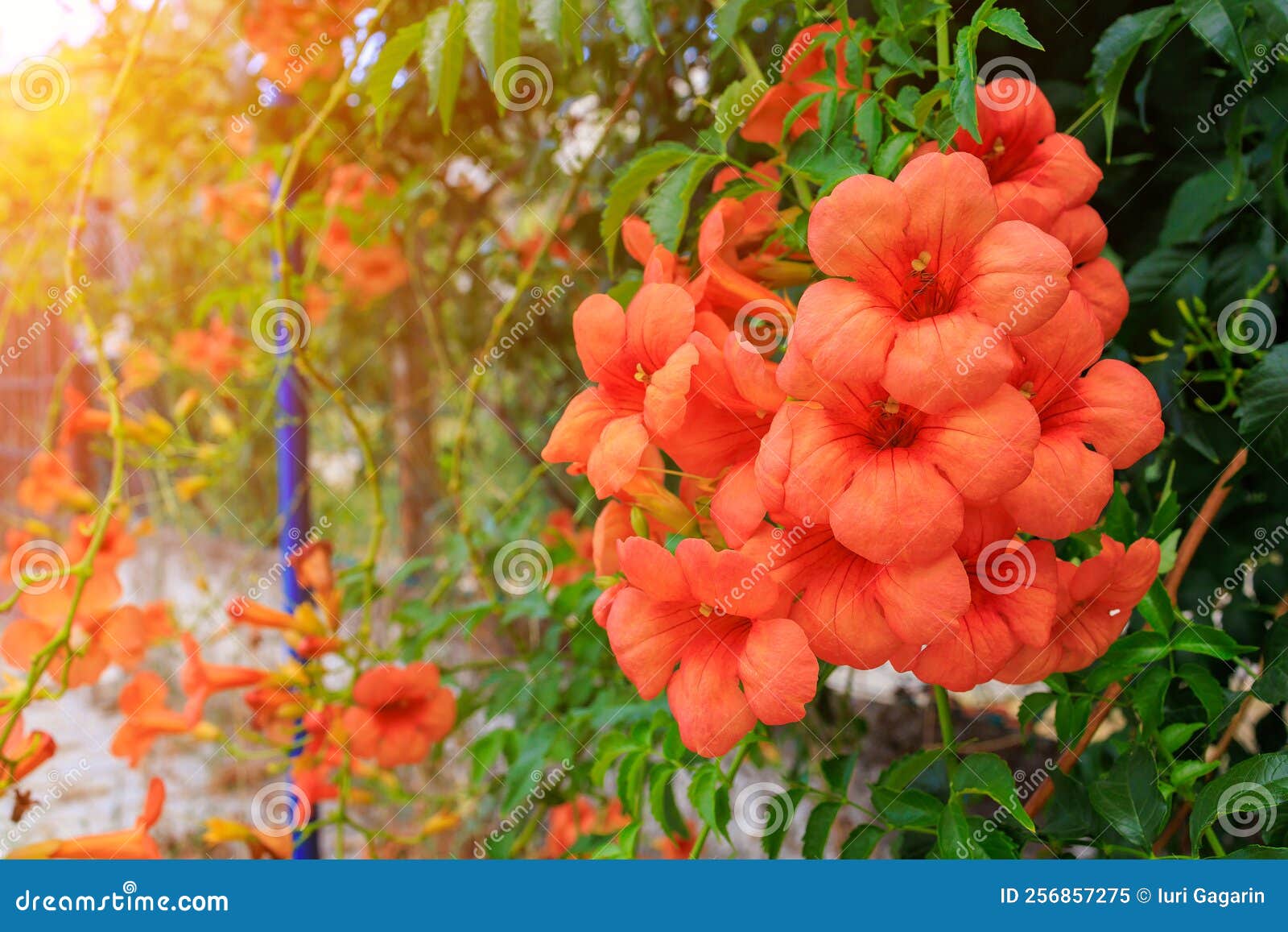 Flowering Turkish Trees. Background with Selective Focus and Copy Space ...