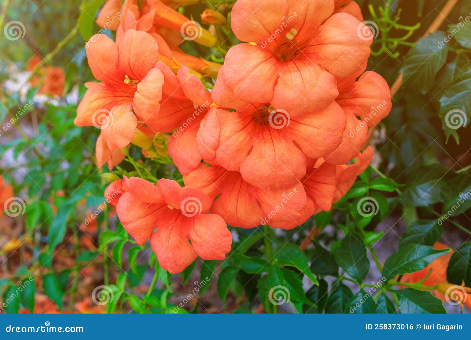 Flowering Turkish Trees. Background with Selective Focus and Copy Space ...