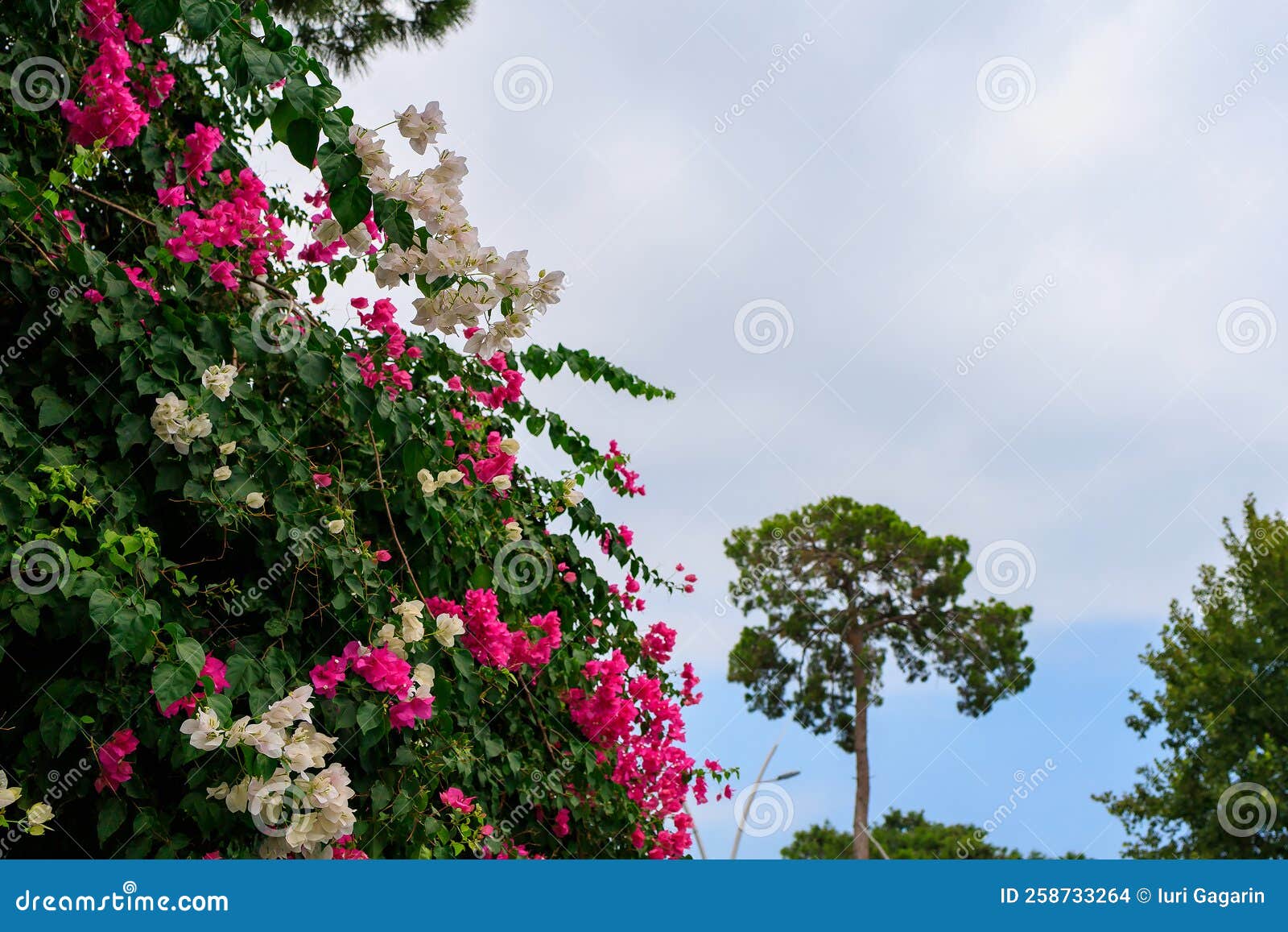 Flowering Turkish Trees. Background with Selective Focus and Copy Space ...