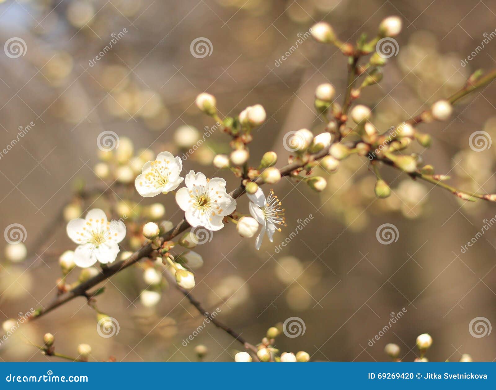 Flowering twig stock photo. Image of branch, season, nature - 69269420