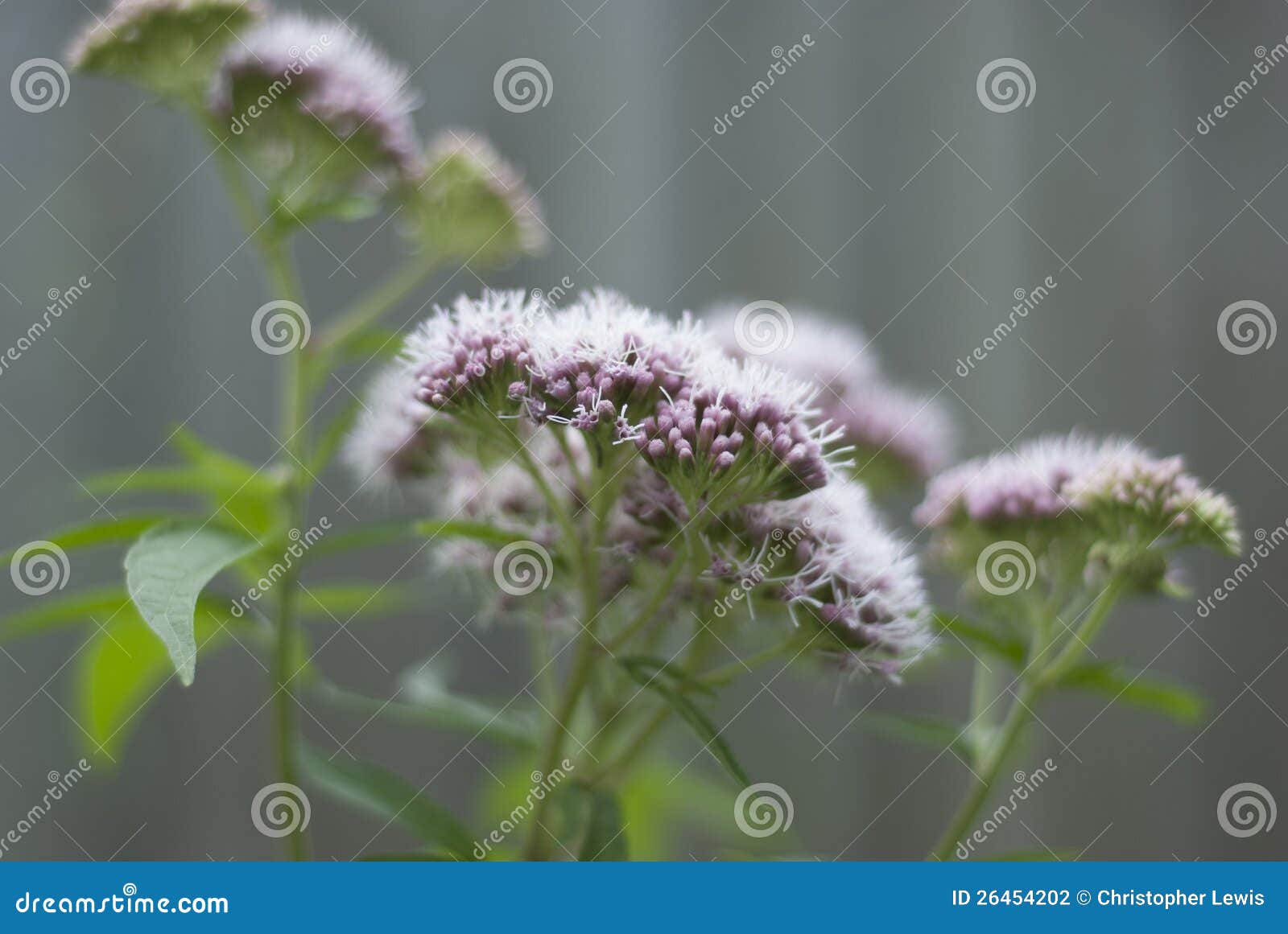 Flowering Valerian- Valeriana Officinalis Stock Photo - Image of nature ...