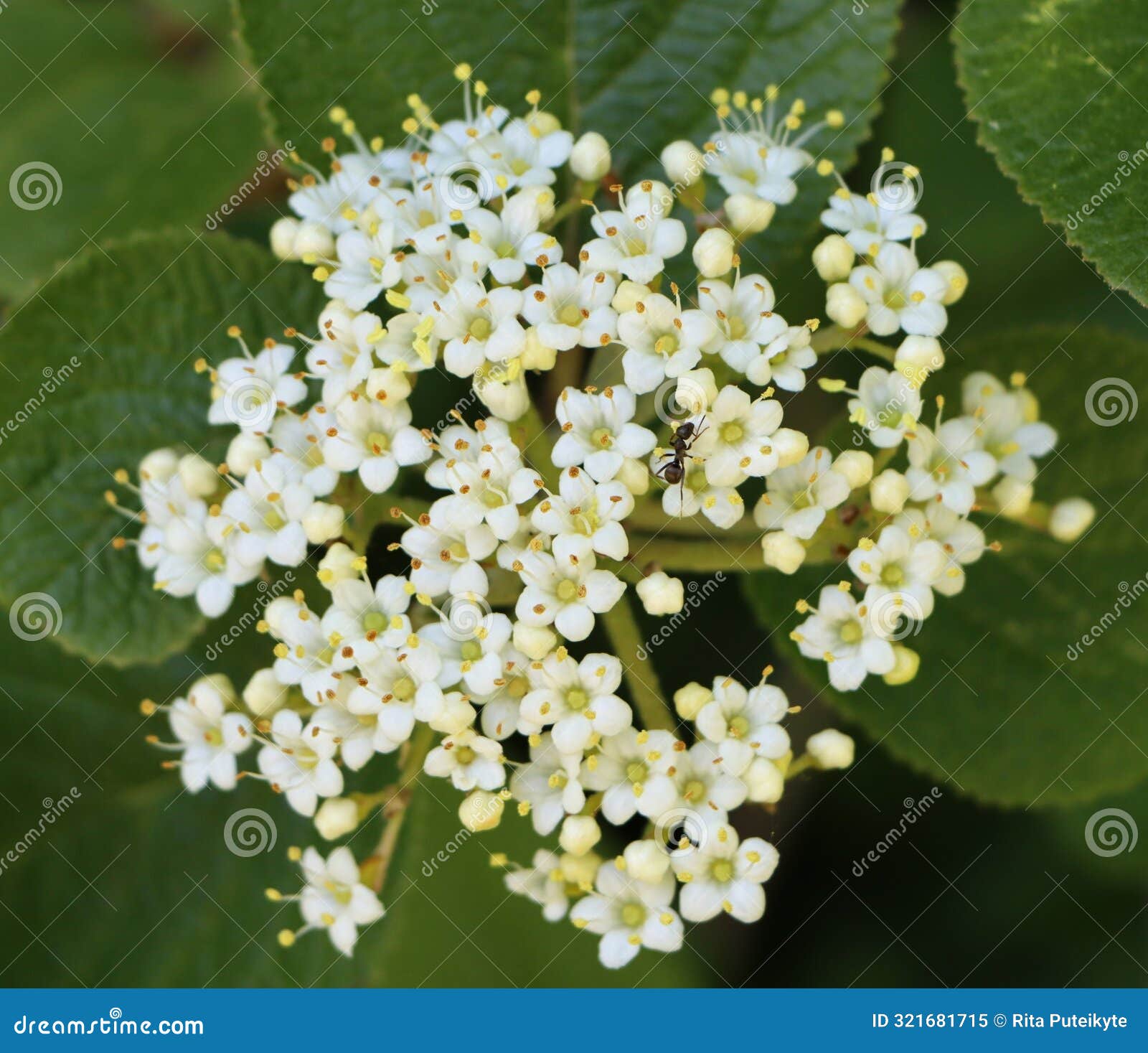 Viburnum Lantana (wayfaring Tree) Stock Image - Image of tree ...