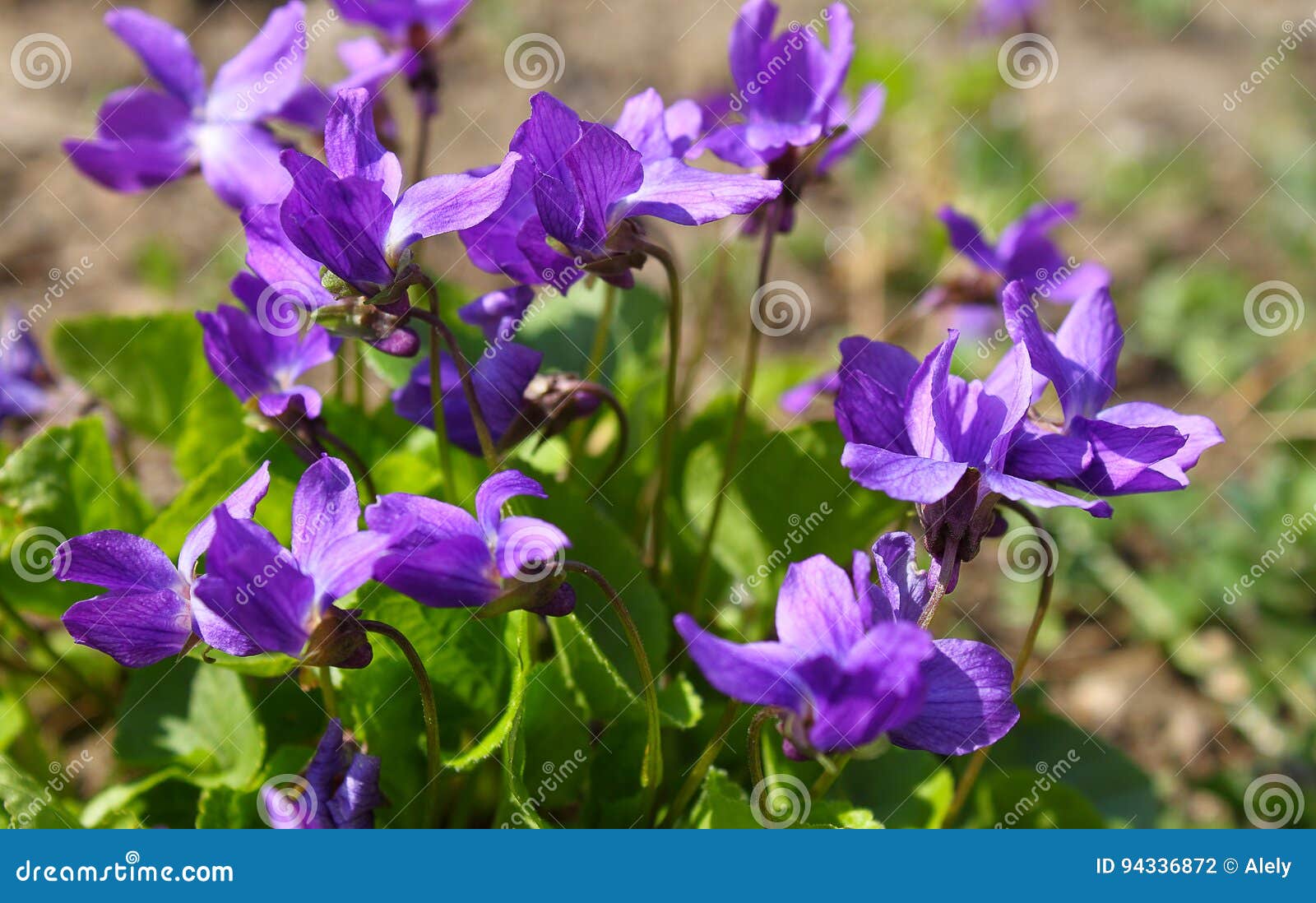 Flowering violets stock photo. Image of park, violets - 94336872