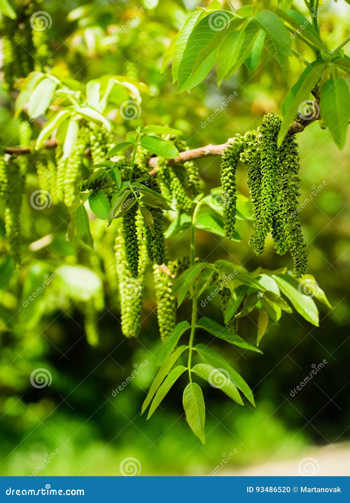 Flowering of Walnut in Spring. First Leaves of Walnut Tree Illuminated ...