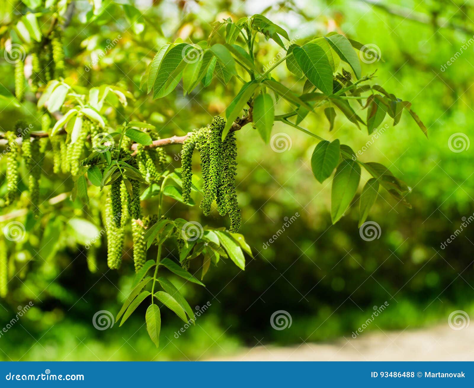 Flowering of Walnut in Spring. First Leaves of Walnut Tree Illuminated ...