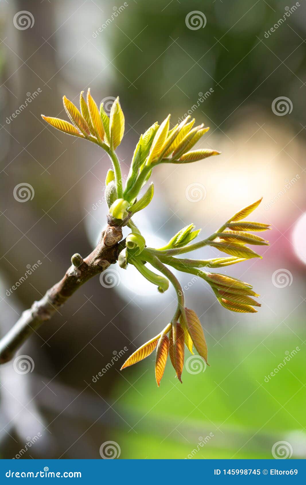 Flowering of Walnut Tree - Springtime in Garden Stock Image - Image of ...