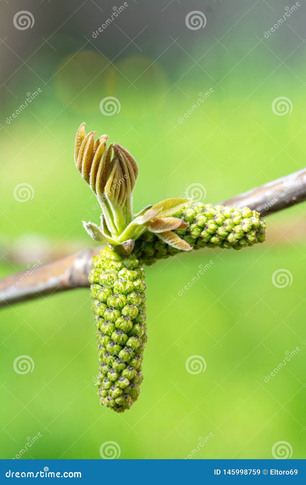 Flowering of Walnut Tree - Springtime in Garden Stock Image - Image of ...