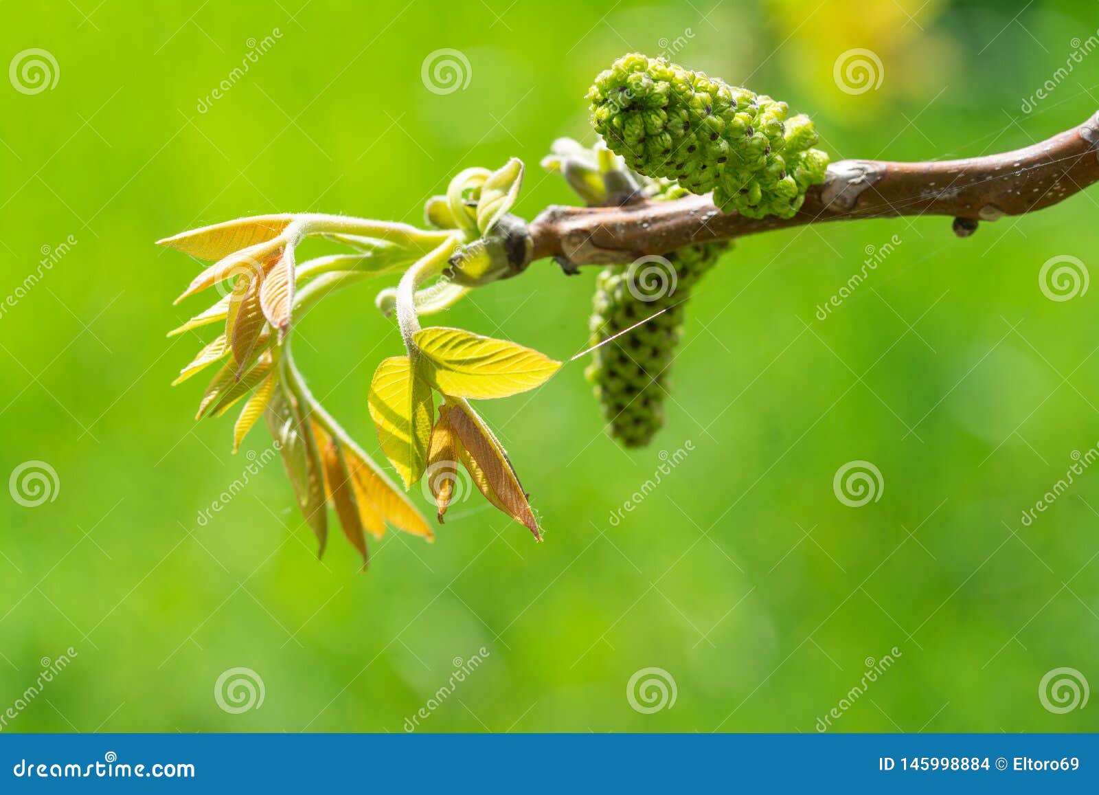 Flowering of Walnut Tree - Springtime in Garden Stock Photo - Image of ...