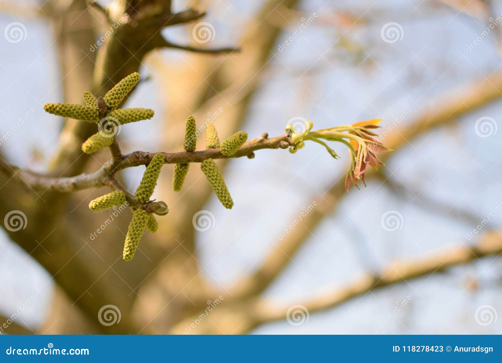 Flowering of Walnuts on the Branch of Tree in the Spring Stock Image ...