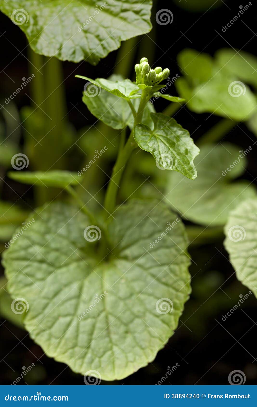 Flowering wasabi plant stock photo. Image of edible, horseradish - 38894240