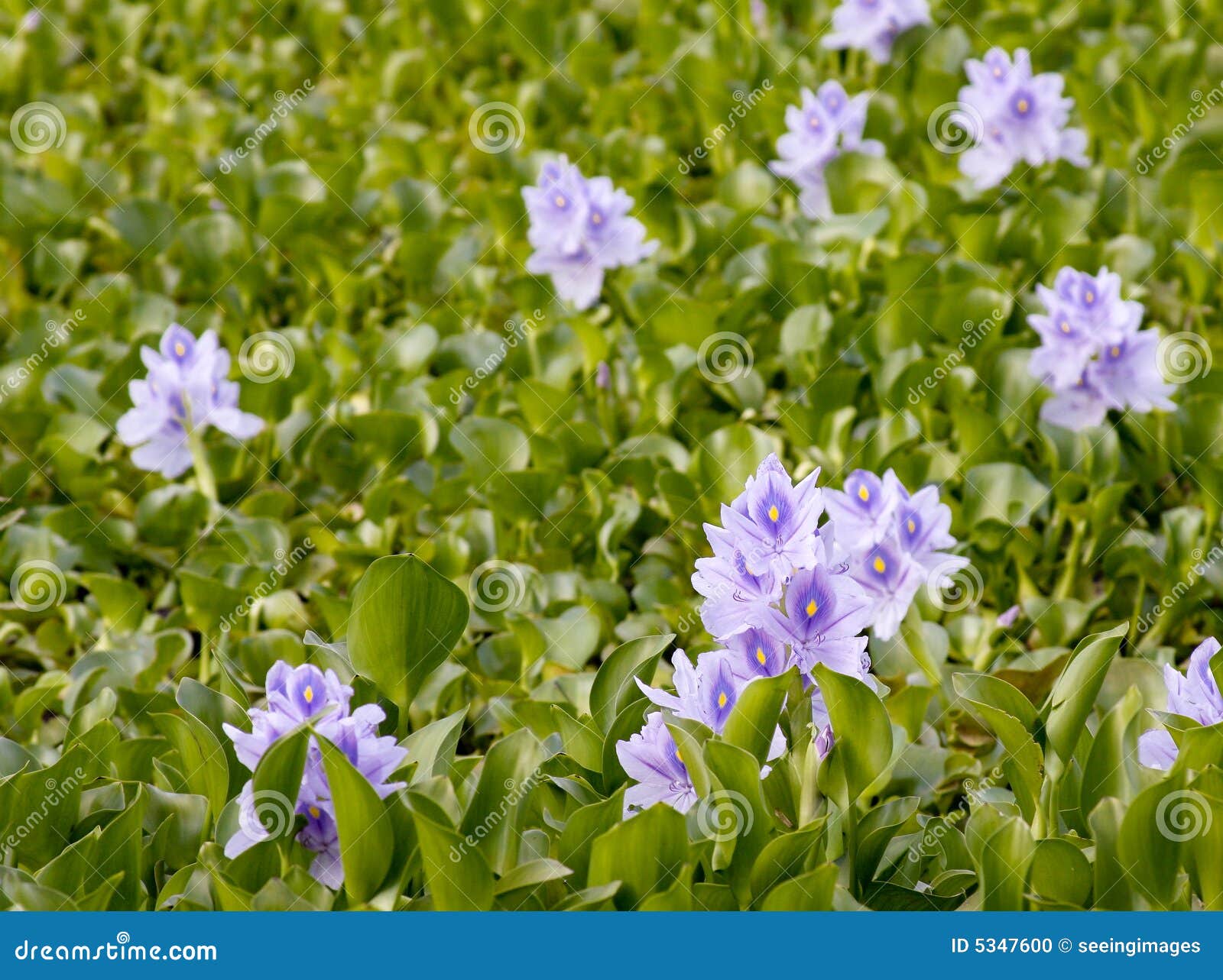 Flowering water hyacinths stock photo. Image of dominant - 5347600