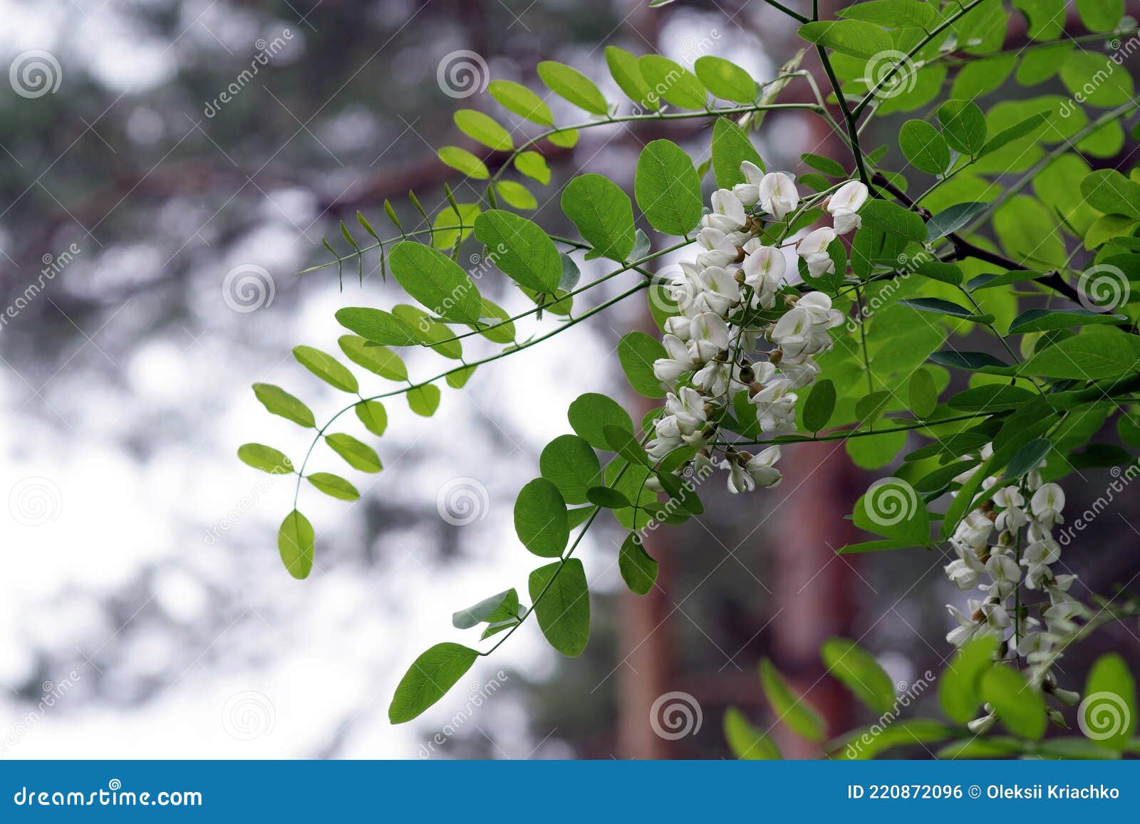 Flowering White Acacia Tree. Acacia Branch in Bloom Stock Photo - Image ...