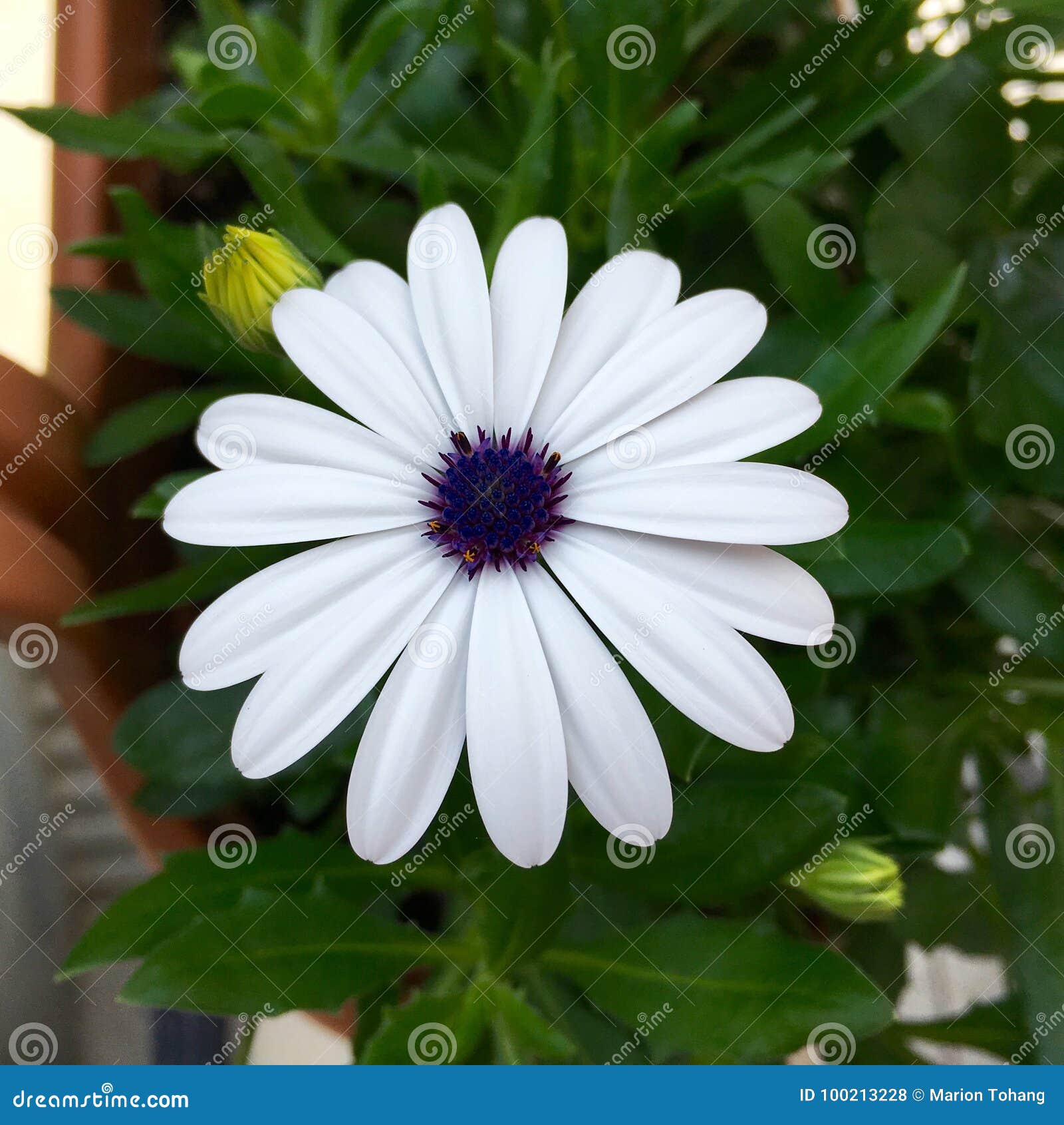 Marguerite Flower And A Leaf Stock Photography | CartoonDealer.com ...