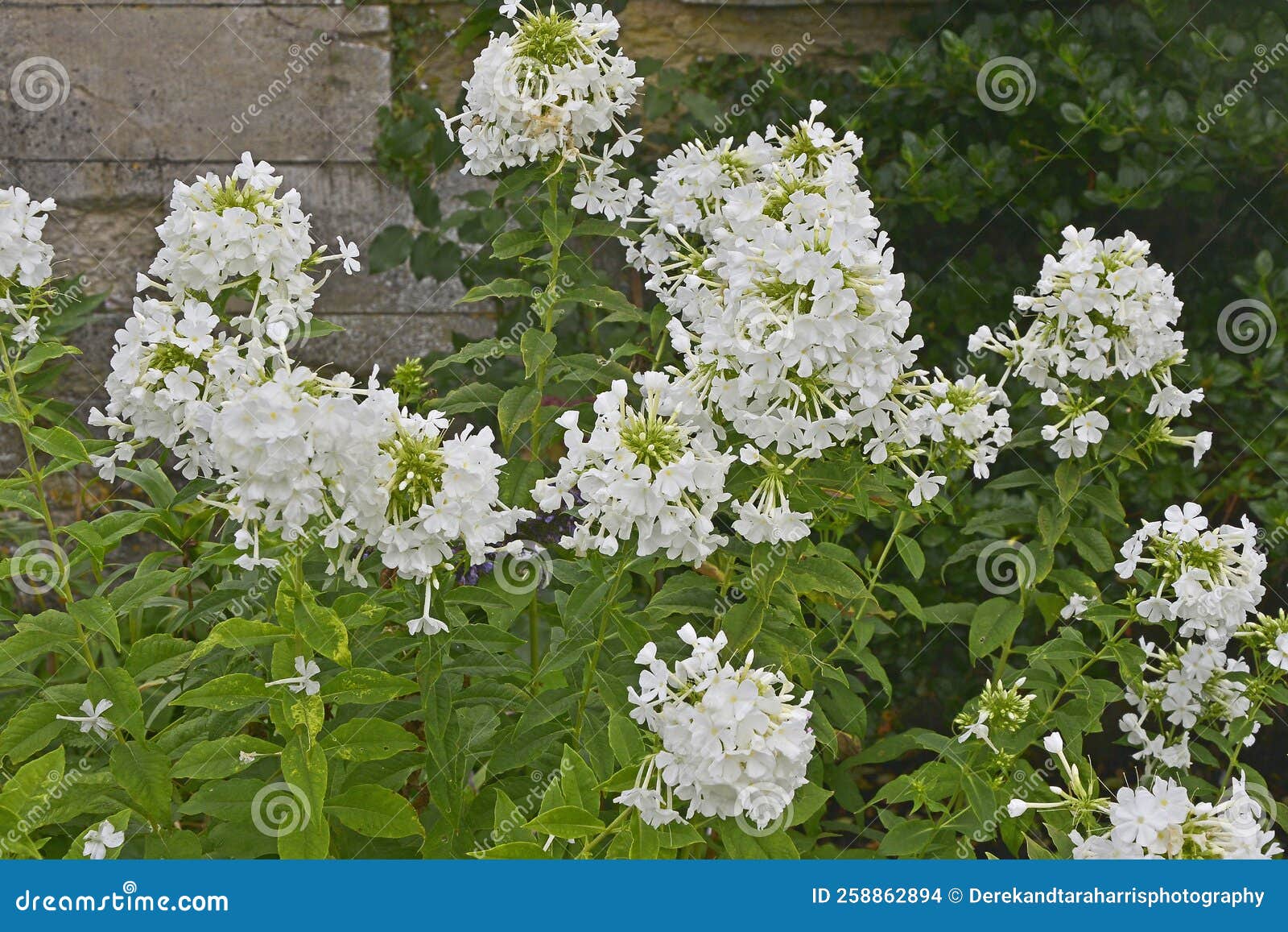 Flowering white Plox stock photo. Image of plox, gardens - 258862894