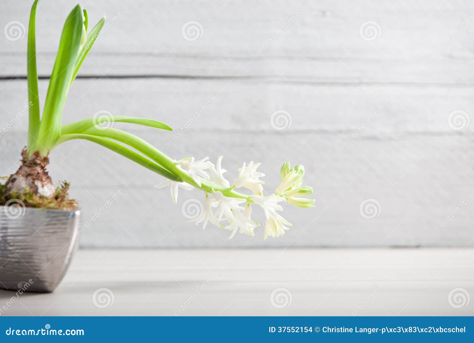 Flowering White Potted Spring Bulb Stock Photo - Image of gardening ...