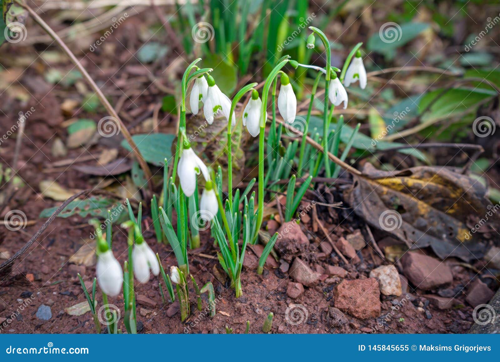 Flowering White Snowdrops Flower in Spring Garden Stock Image - Image ...