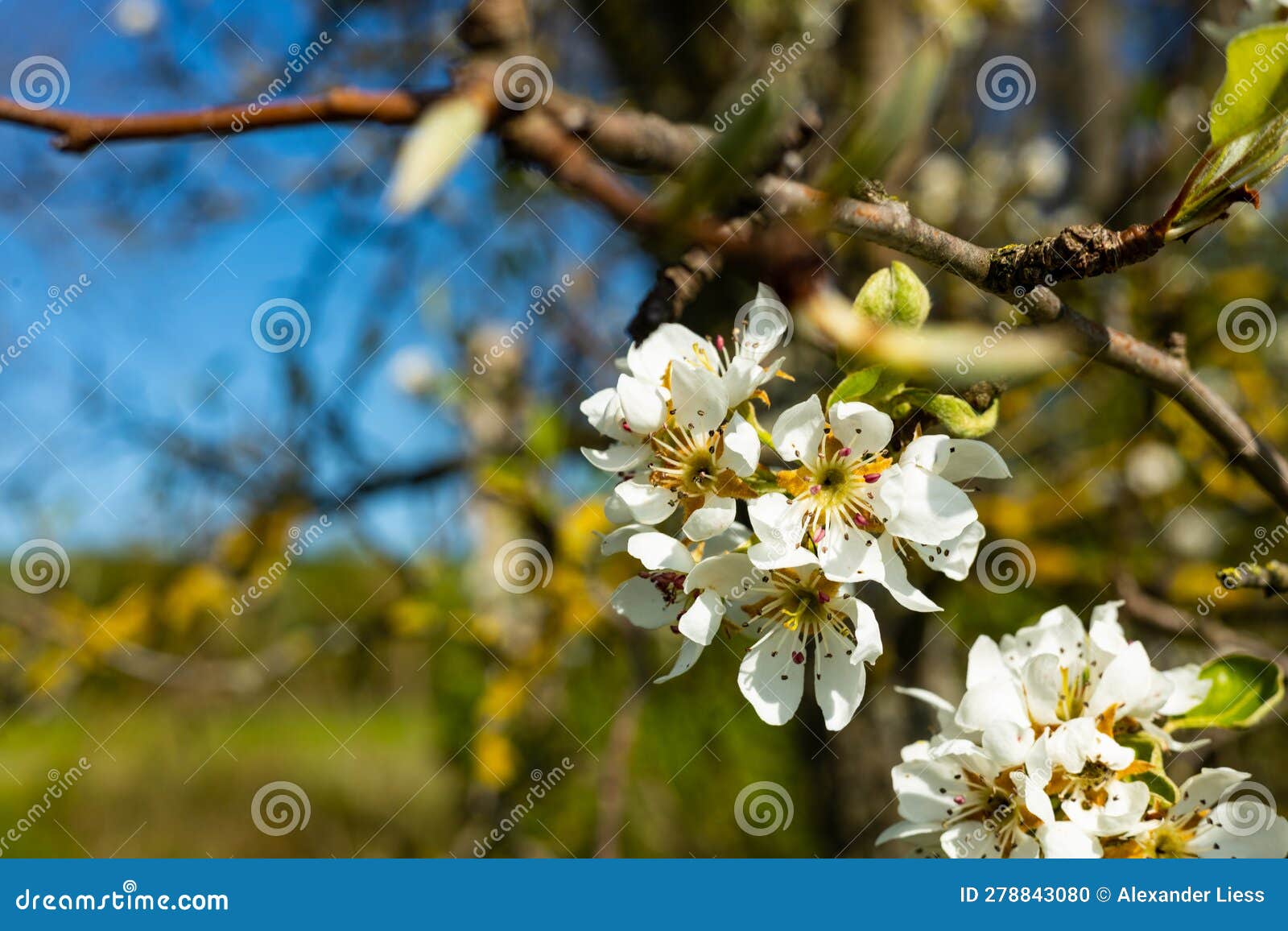 Flowering Wild Apple Tree in Springtime Stock Photo - Image of leaf ...