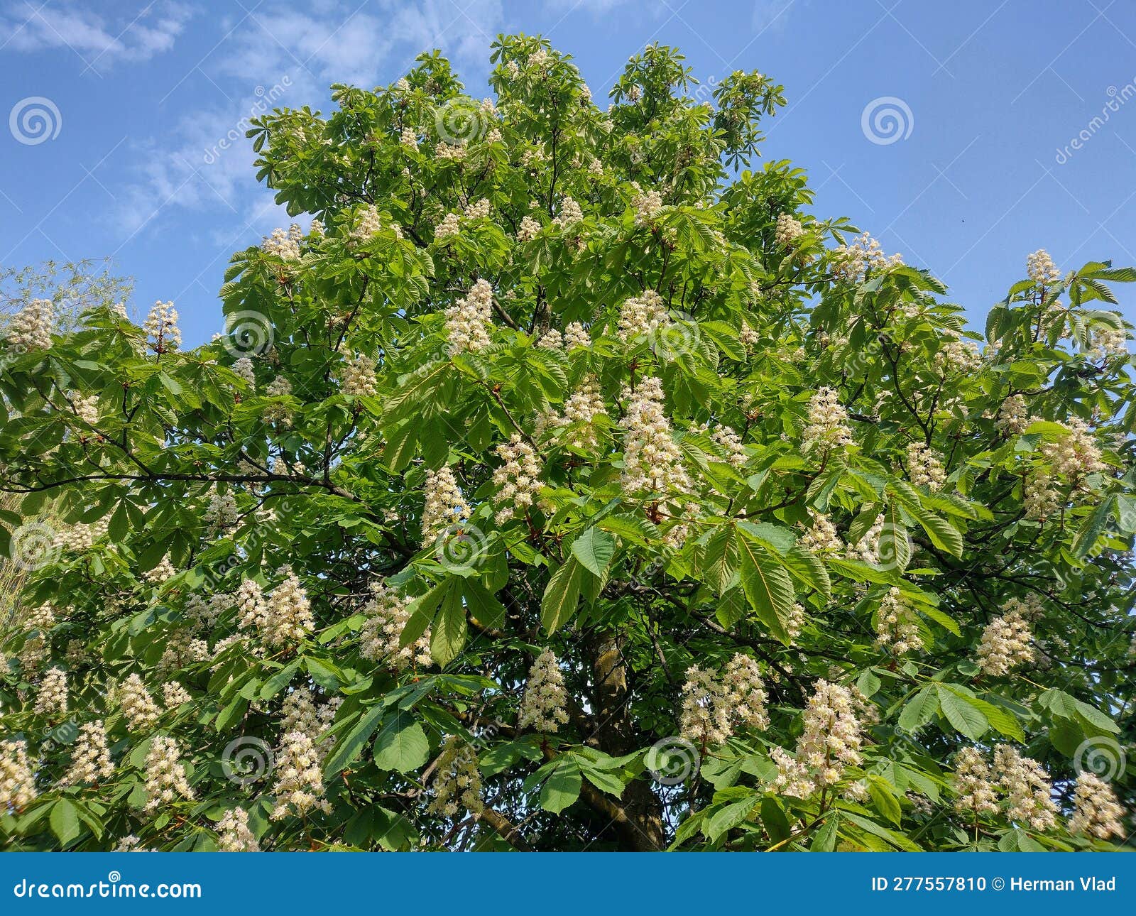 Flowering Wild Chestnut Tree. Aesculus Hippocastanum Stock Photo ...