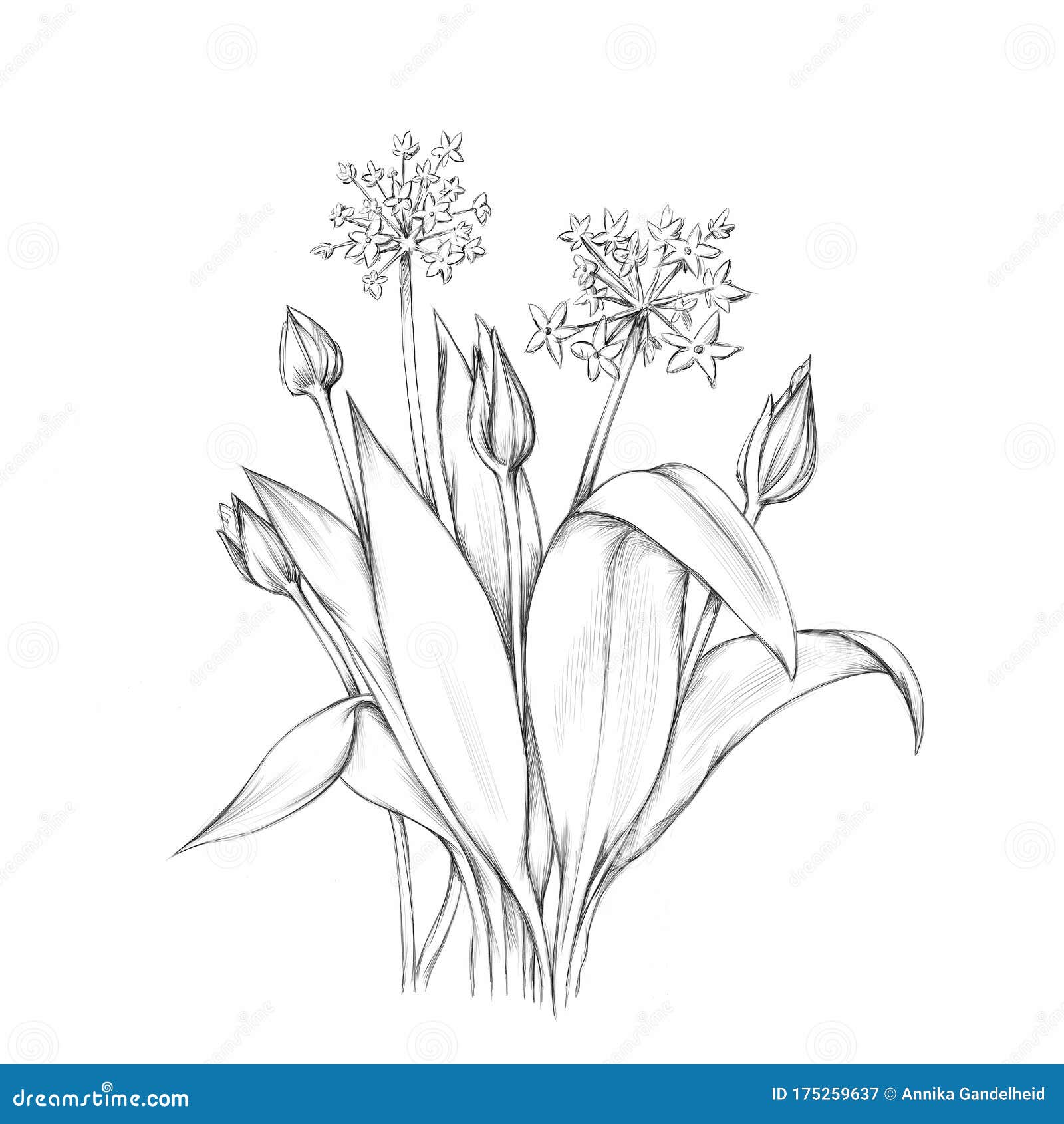 Flowering wild garlic stock illustration. Illustration of smell - 175259637