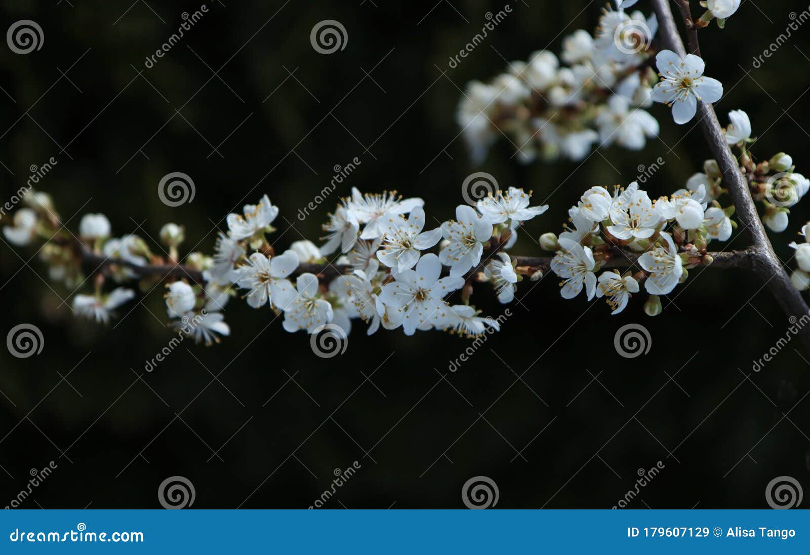 Flowering wild plum stock image. Image of beauty, spring - 179607129