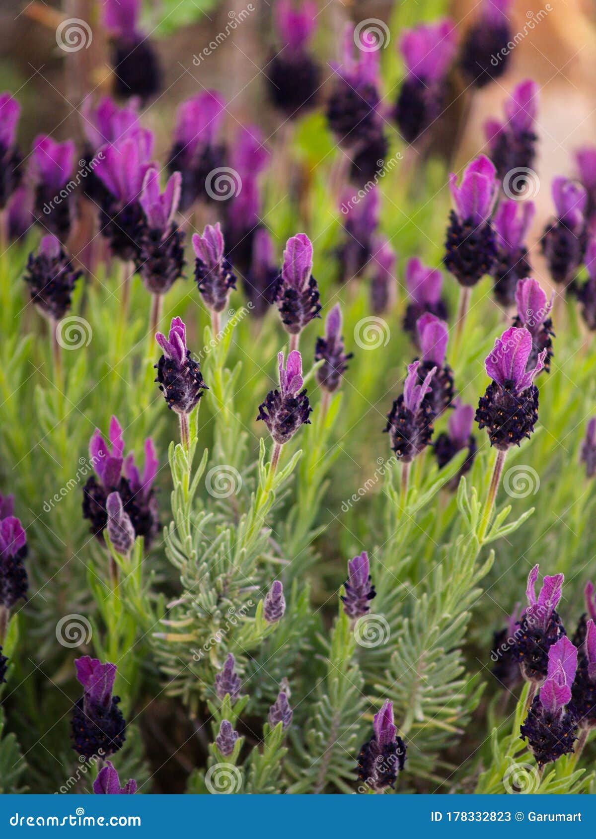 Flowering Wild Purple Lavender Field Stock Image - Image of outdoors ...