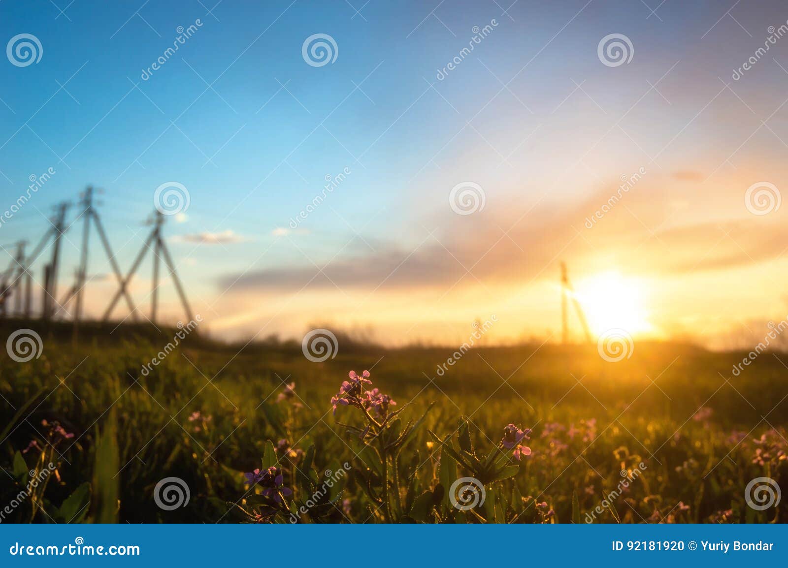 Flowering Wild Radish Against the Sunset Background Stock Photo - Image ...