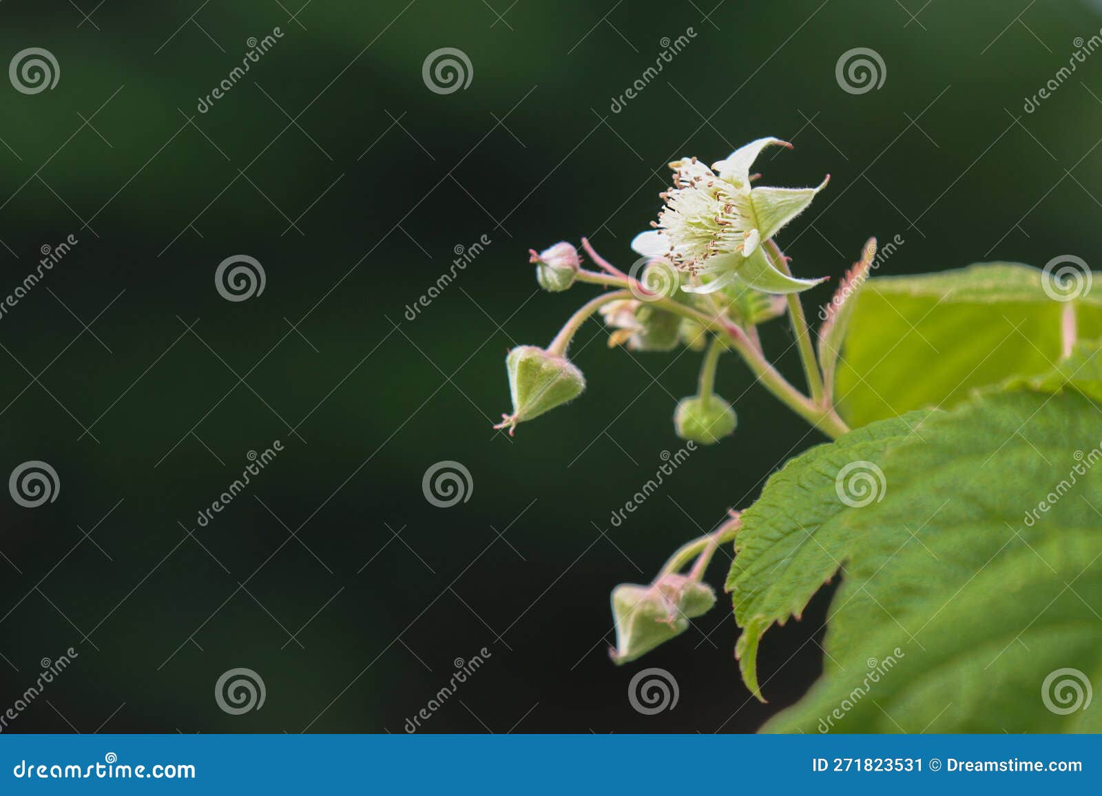Flowering Wild Raspberry Plant Stock Image - Image of nature, focus ...