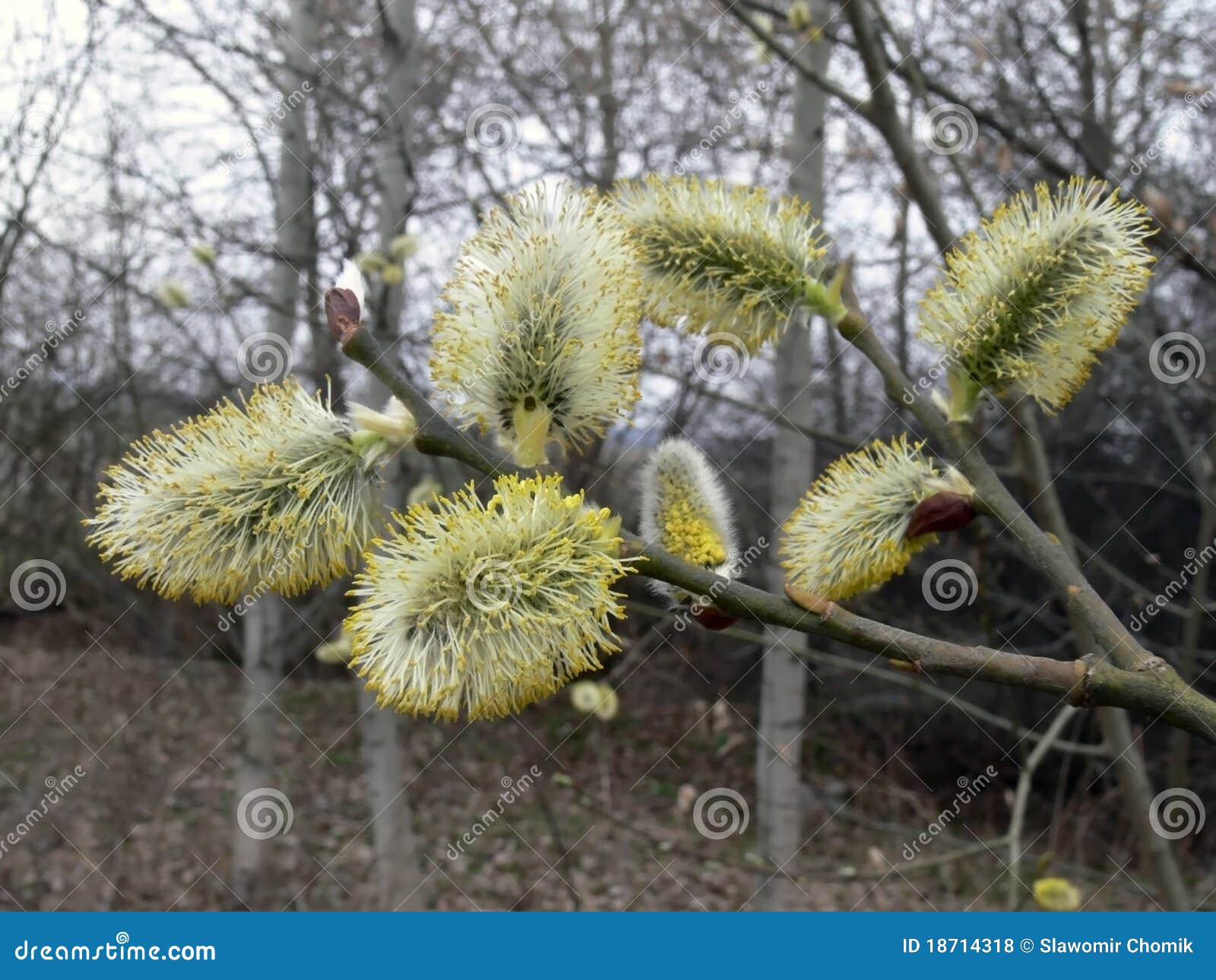 Flowering willow stock photo. Image of inflorescence - 18714318