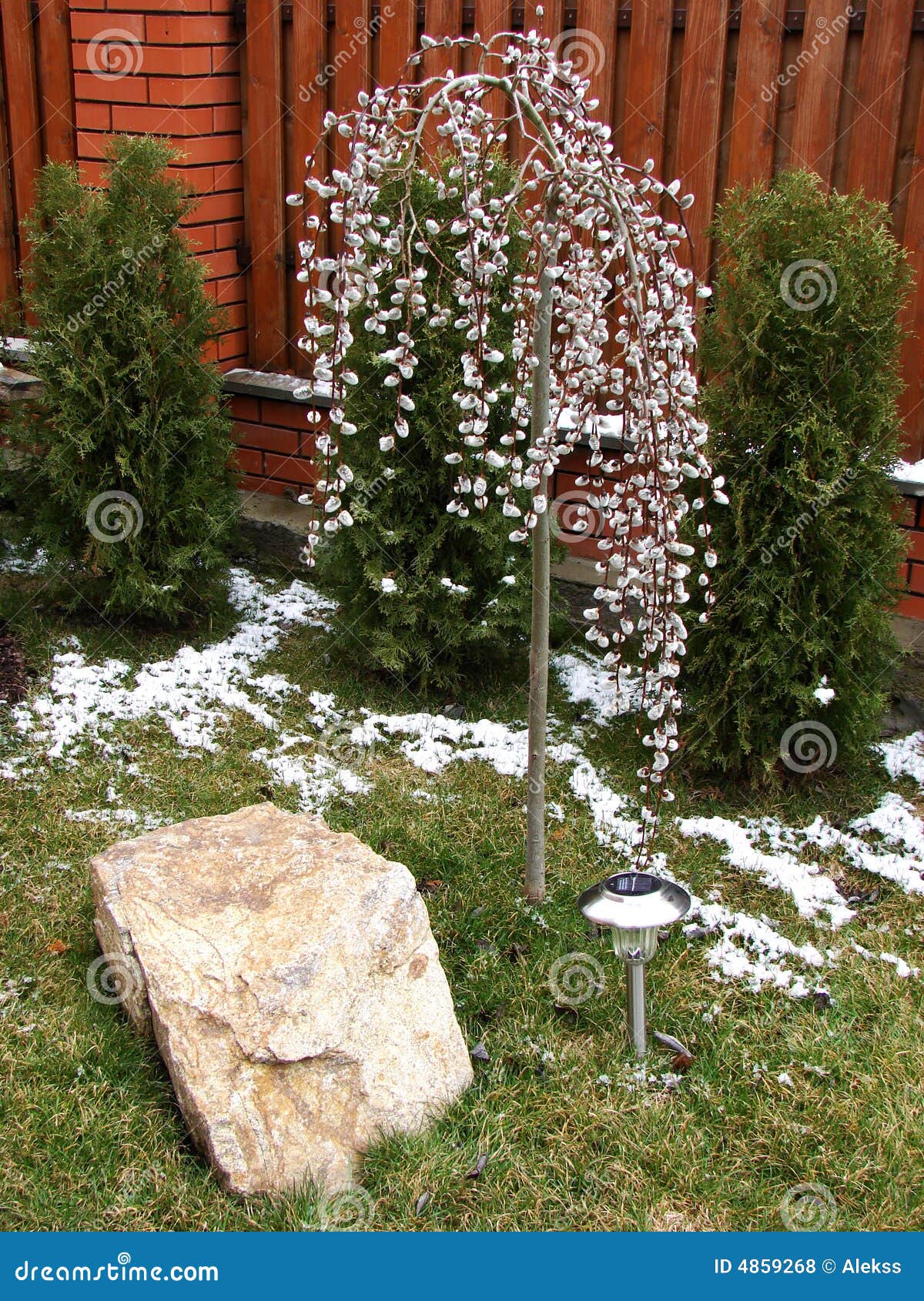 Flowering willow stock photo. Image of shine, rocks, road - 4859268