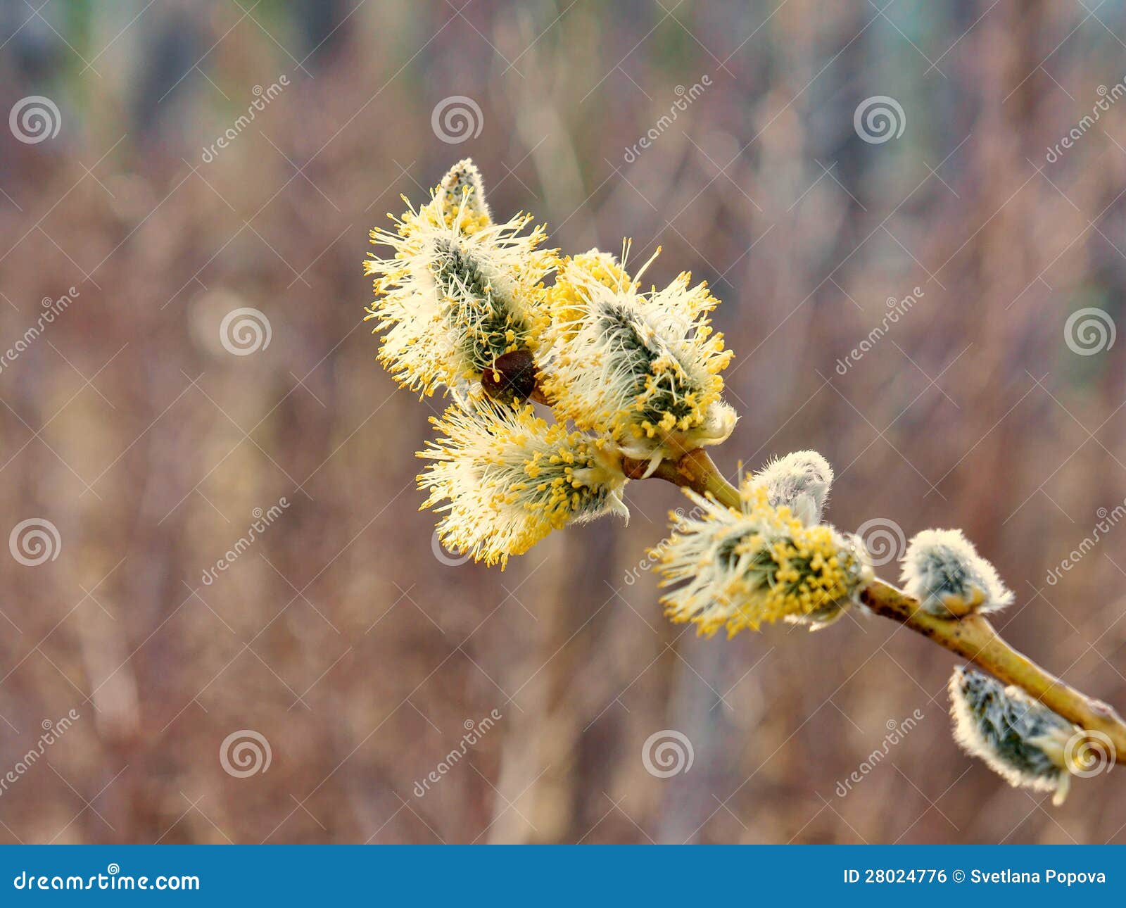 Flowering Willow Branch Close-up. Stock Photo - Image of stage, flower ...