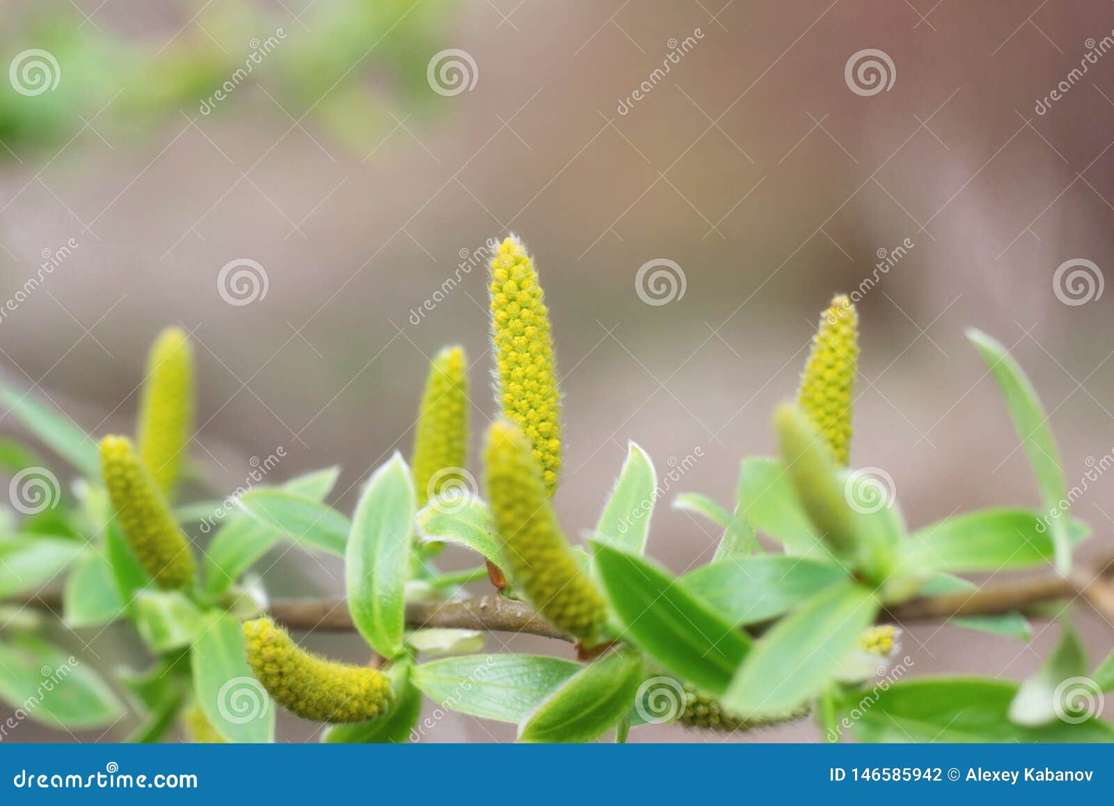 Flowering Willow Buds Bloomed, Early Spring. Soft Focus, Close Up ...