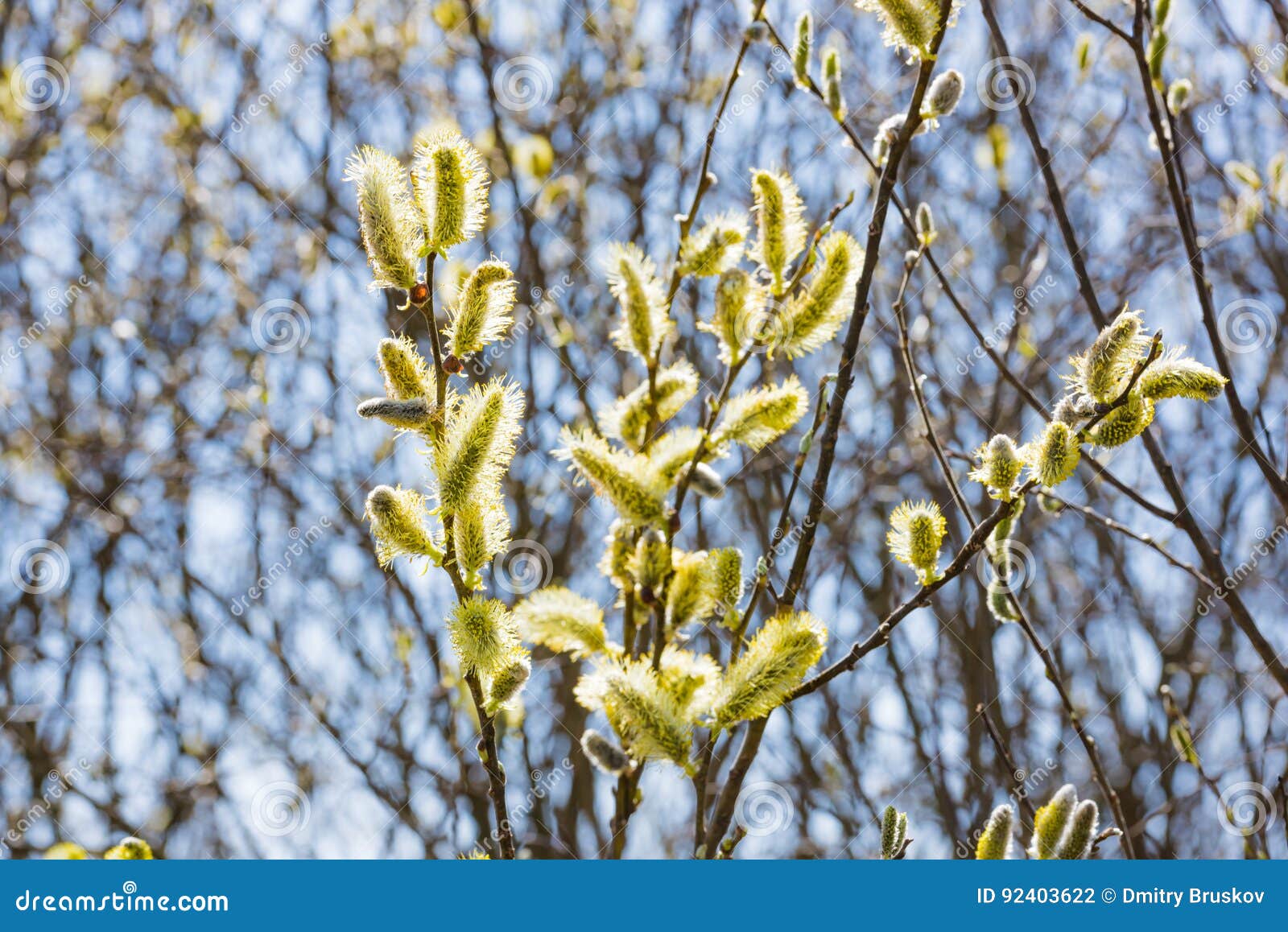 Flowering willow fluffy stock photo. Image of flower - 92403622