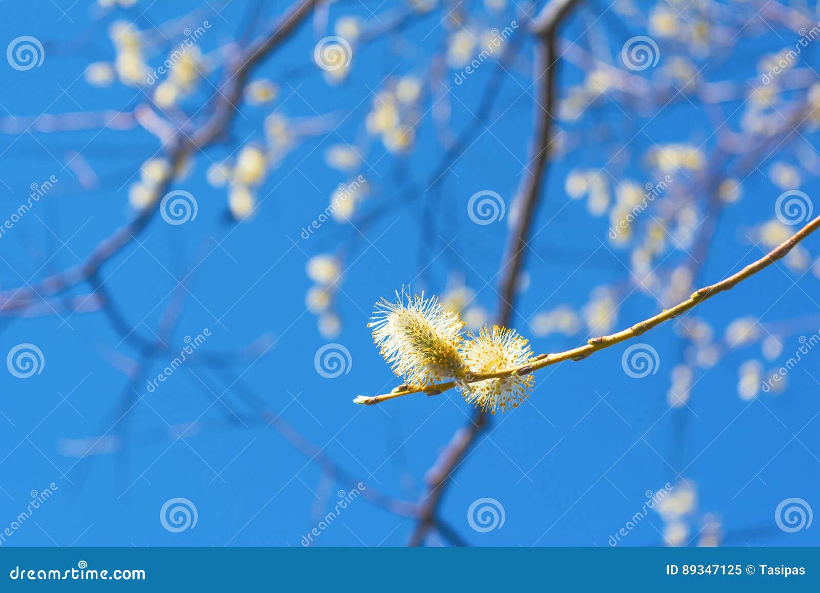 Flowering Willow Tree Branch. Stock Image - Image of easter, growth ...