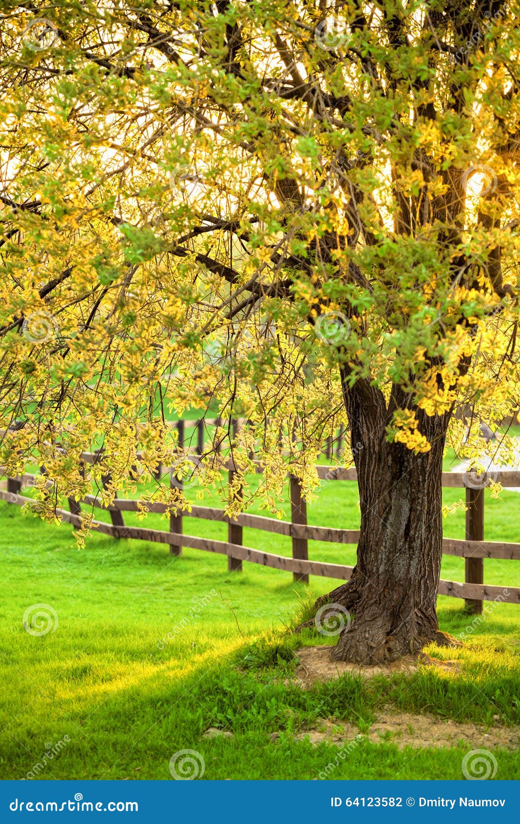 Flowering Willow Tree in a Spring Stock Photo - Image of salix, light ...