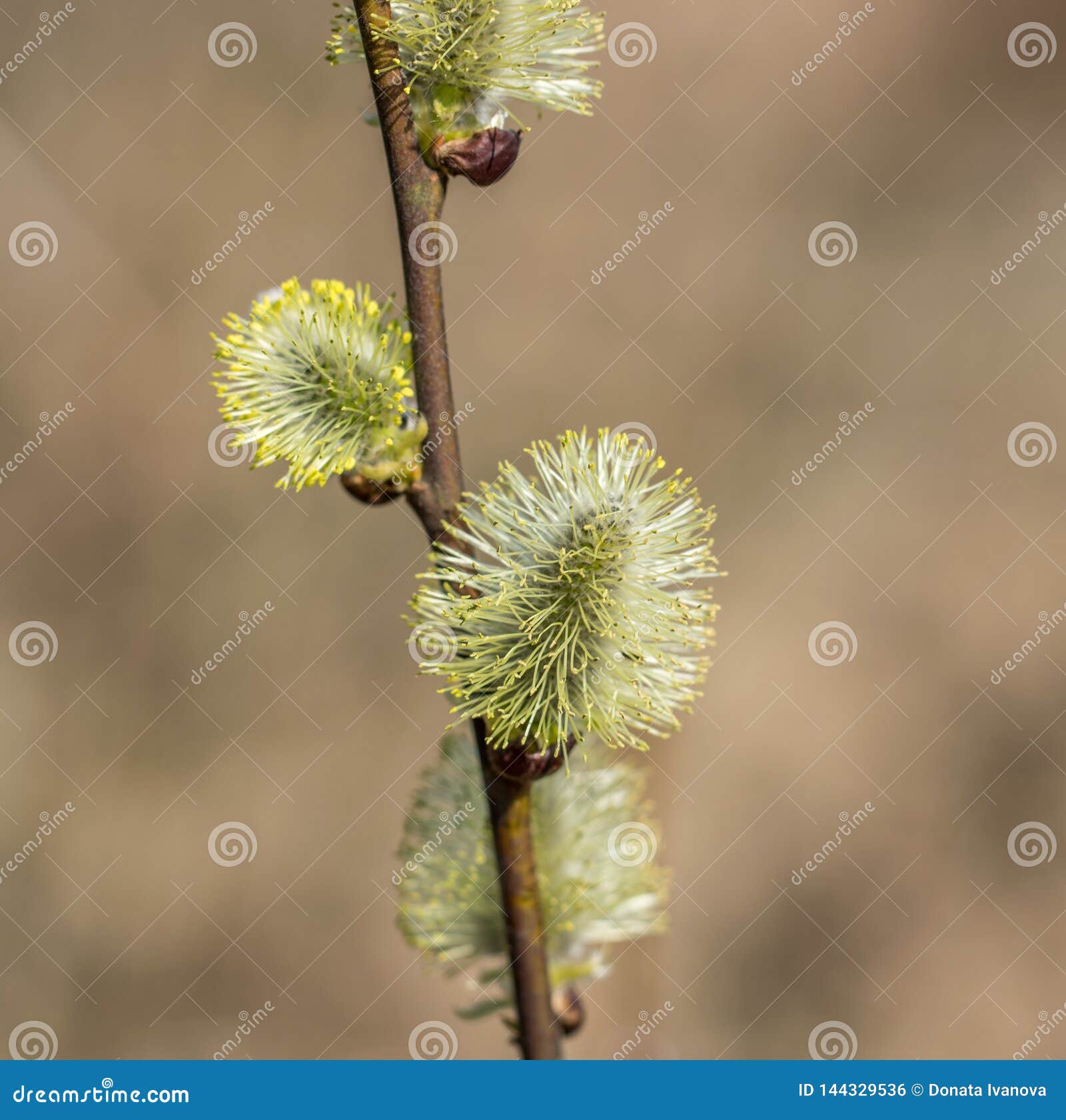 Flowering Willow Twigs on a Bright Sunny Spring Day Stock Photo - Image ...