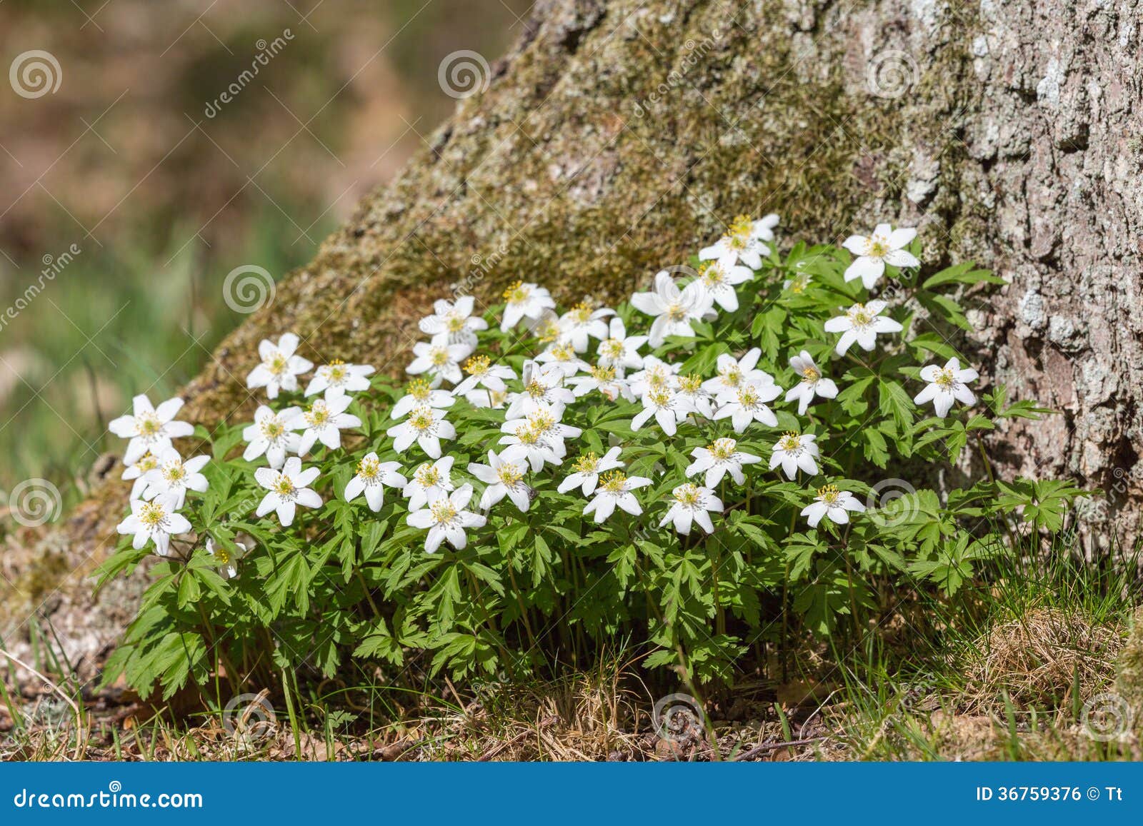 Flowering windflowers stock photo. Image of nature, anemone - 36759376