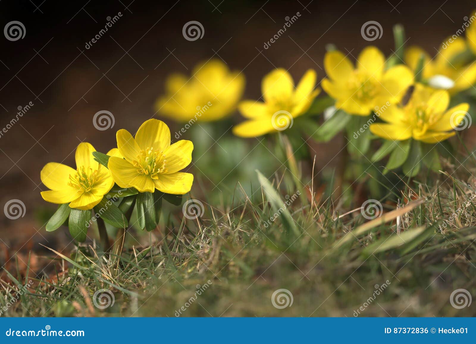 Flowering Winter Flowers in the Spring in Late February Stock Photo ...