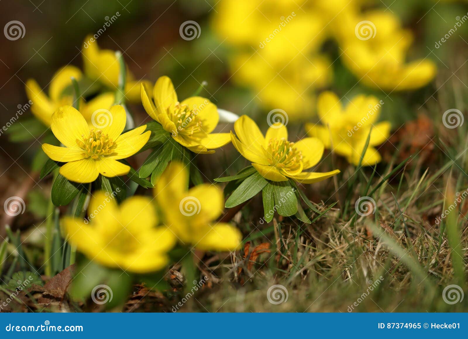 Flowering Winter Flowers in the Spring in Late February Stock Image ...