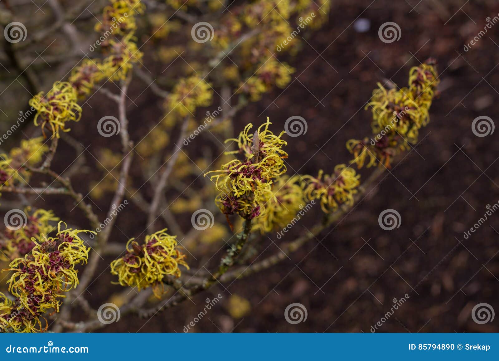 Flowering witch hazel stock photo. Image of garden, yellow - 85794890
