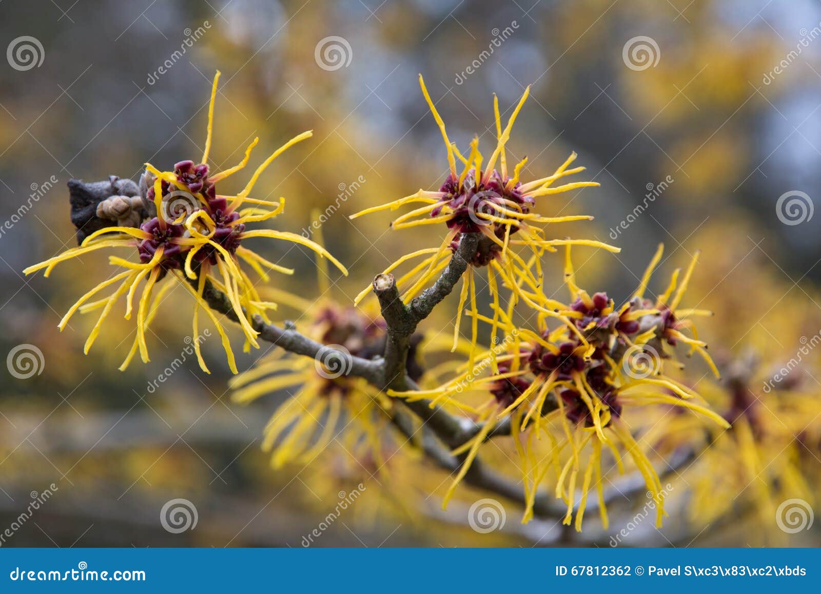 Flowering Witch Hazel in the Spring Stock Photo - Image of blossom ...