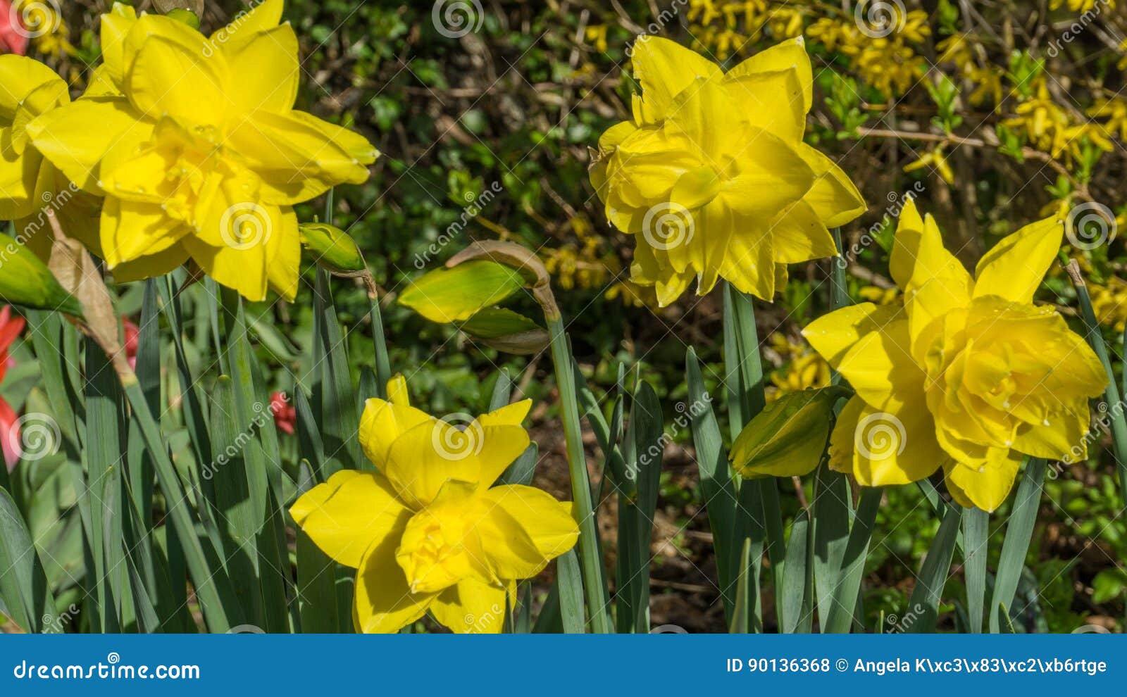Flowering Yellow Daffodils in Spring Stock Photo - Image of natural ...