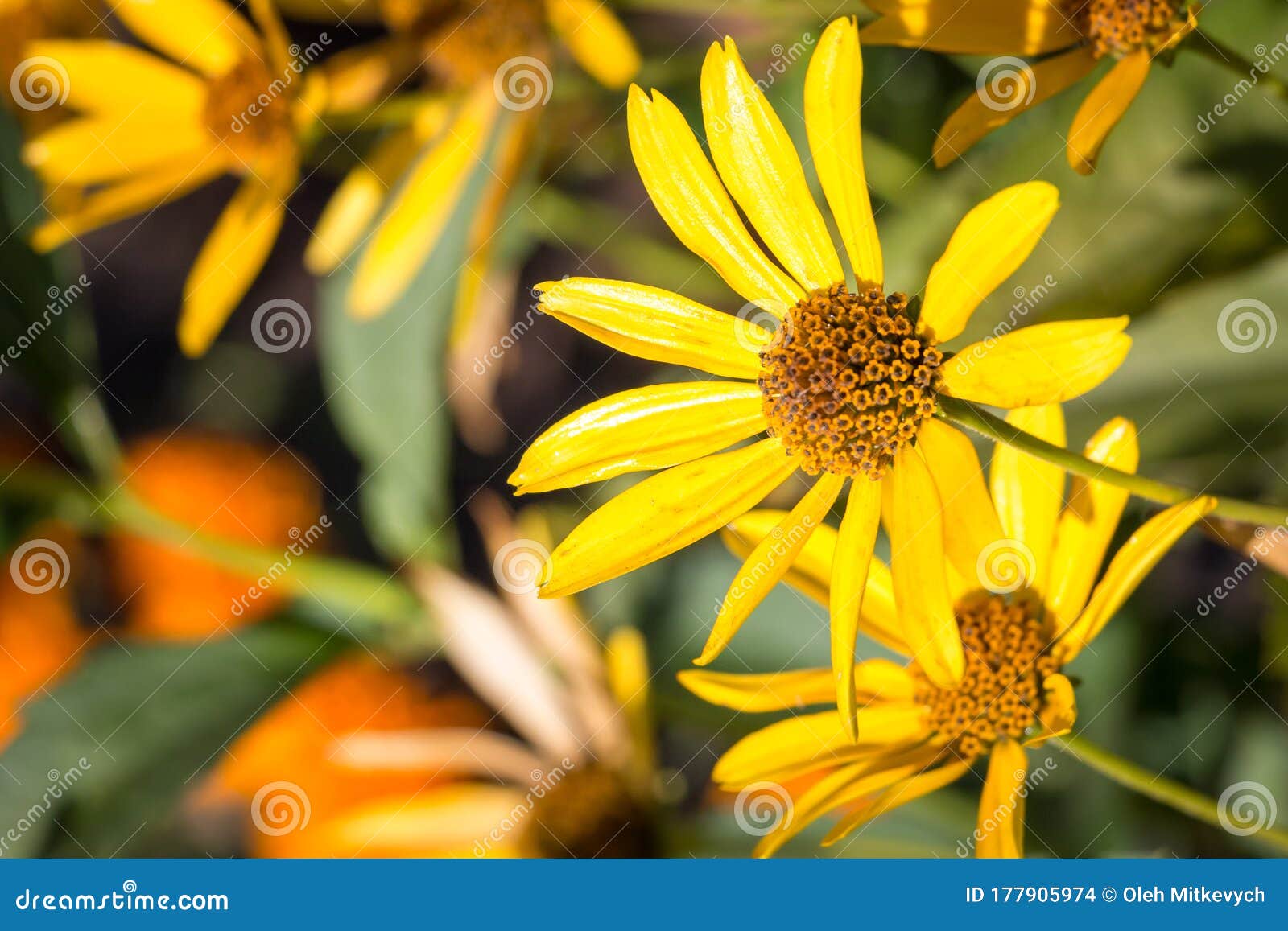 Many Big Yellow Daisies on a Sunny Day Stock Photo - Image of nature ...