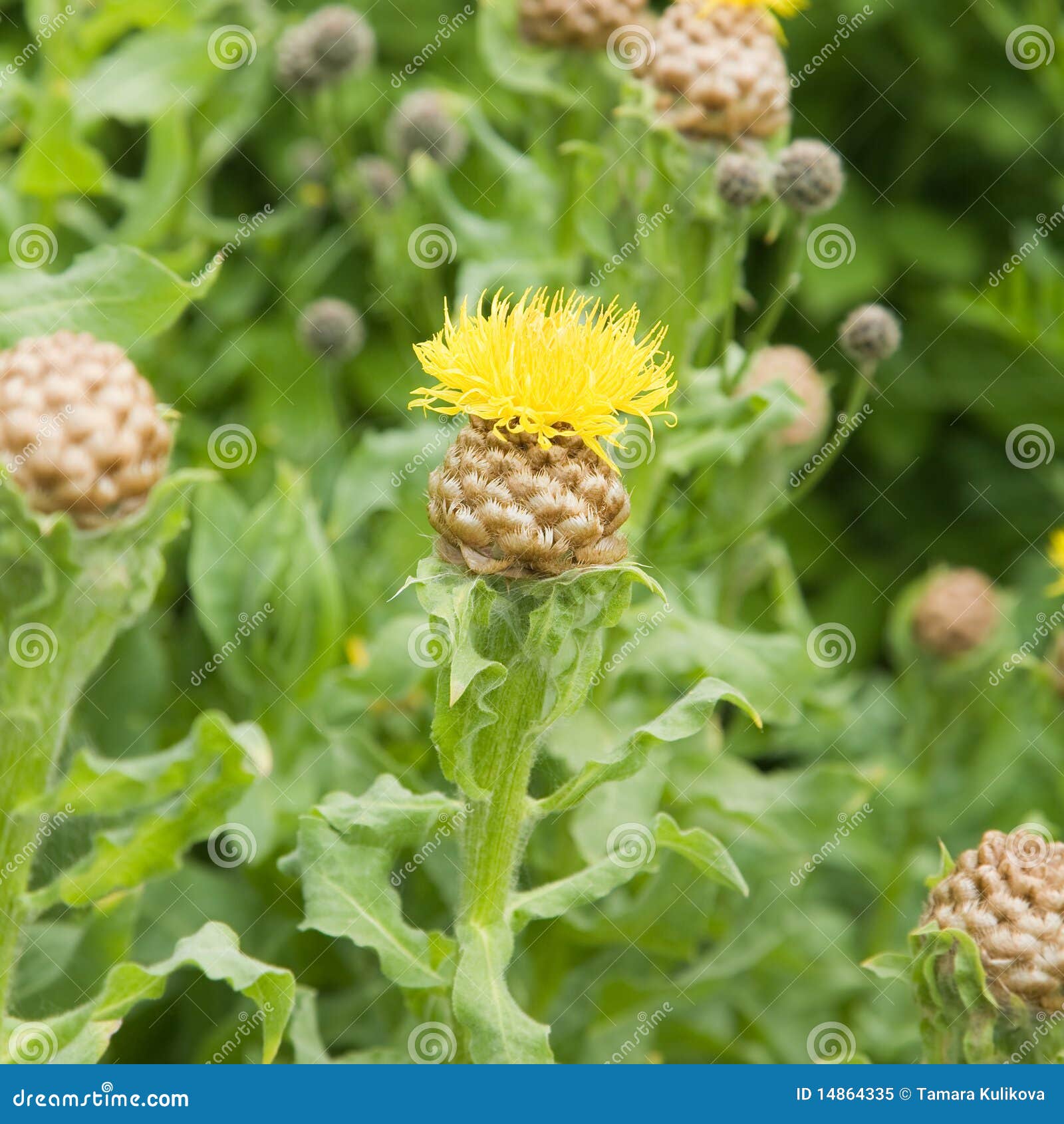 Flowering Yellow knapweed stock image. Image of flowering - 14864335