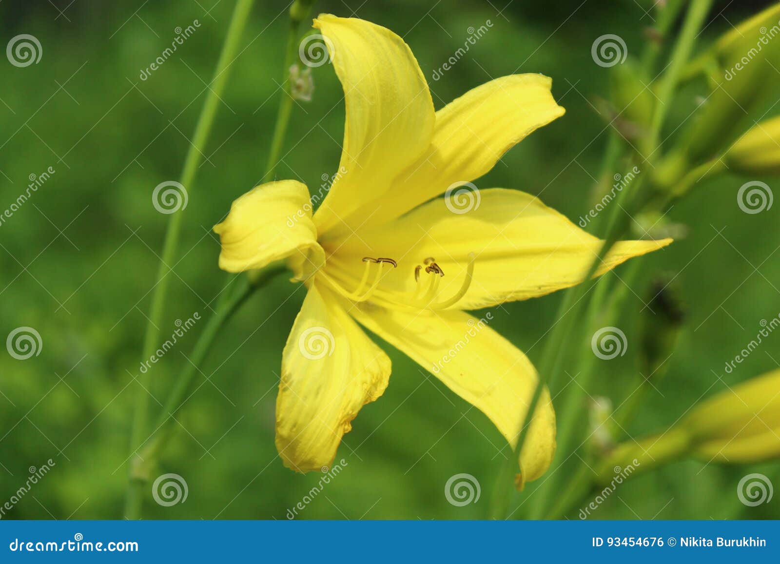 Flowering Yellow Lily in the Field Stock Photo - Image of flower ...