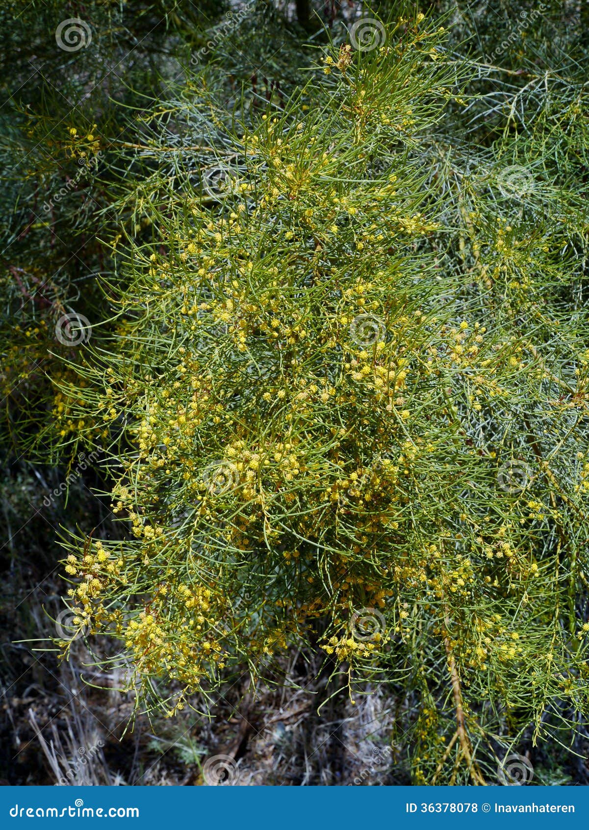 A Flowering Yellow Mistletoe Stock Photo - Image of blue, flowering ...