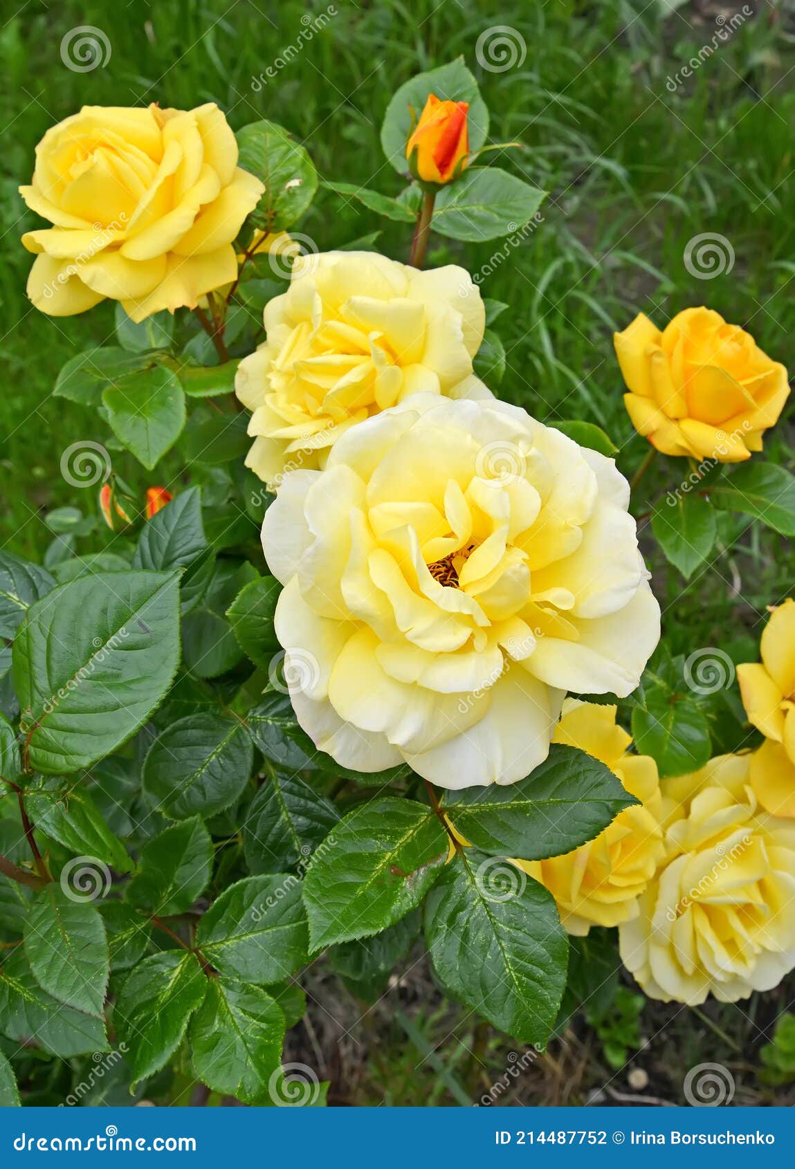 Flowering Yellow Rose Rosa Multiflora Thunb. Stock Photo - Image of ...